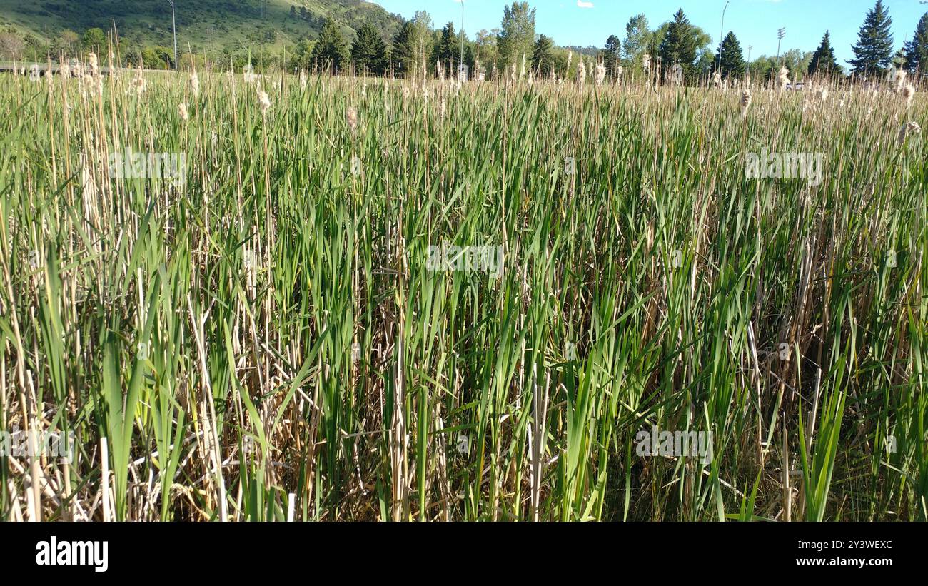 narrow-leaved cattail (Typha angustifolia) Plantae Stock Photo - Alamy
