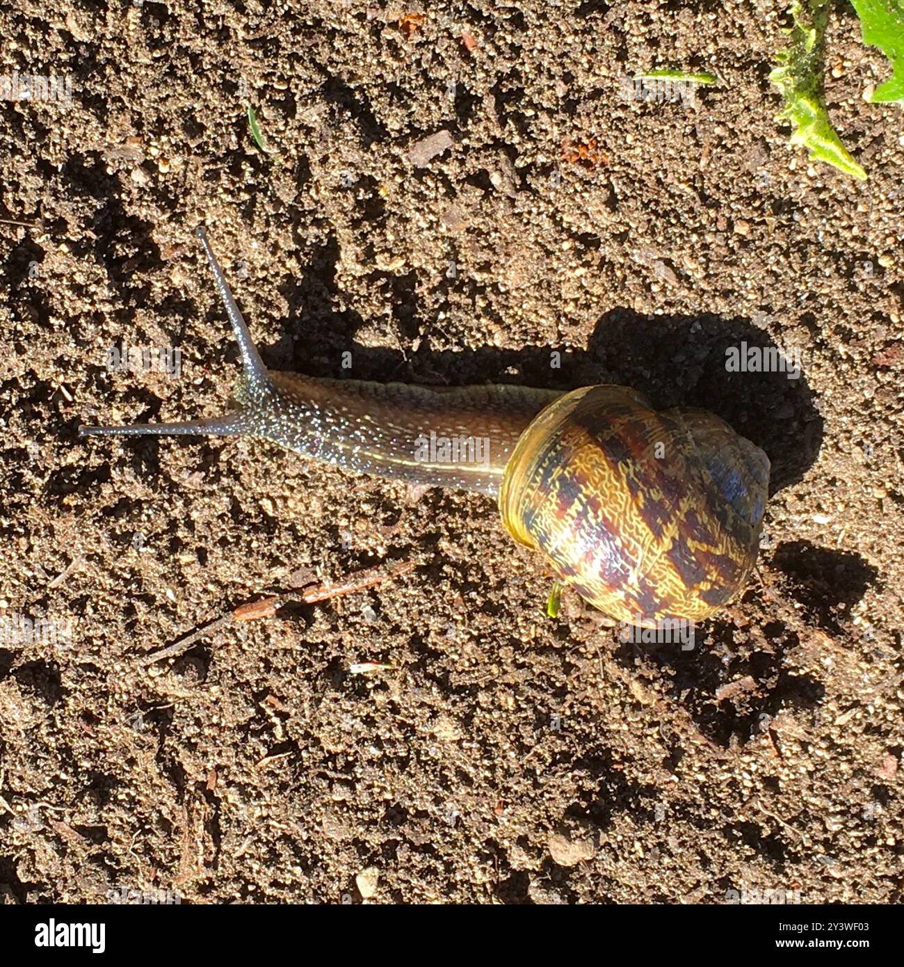 Garden Snail (Cornu aspersum) Mollusca Stock Photo - Alamy