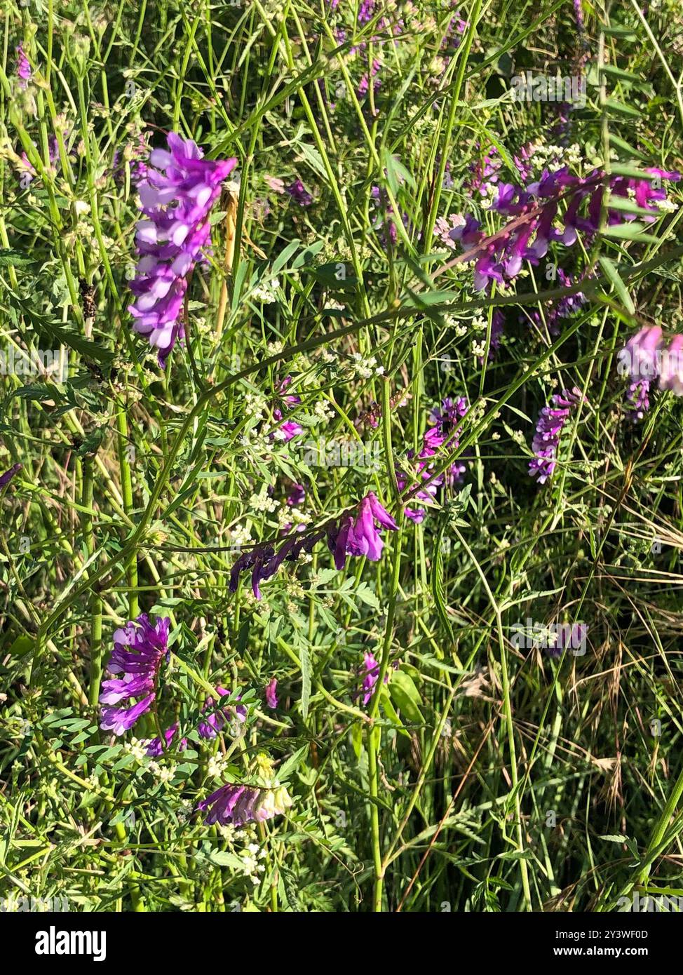 hairy vetch (Vicia villosa) Plantae Stock Photo - Alamy