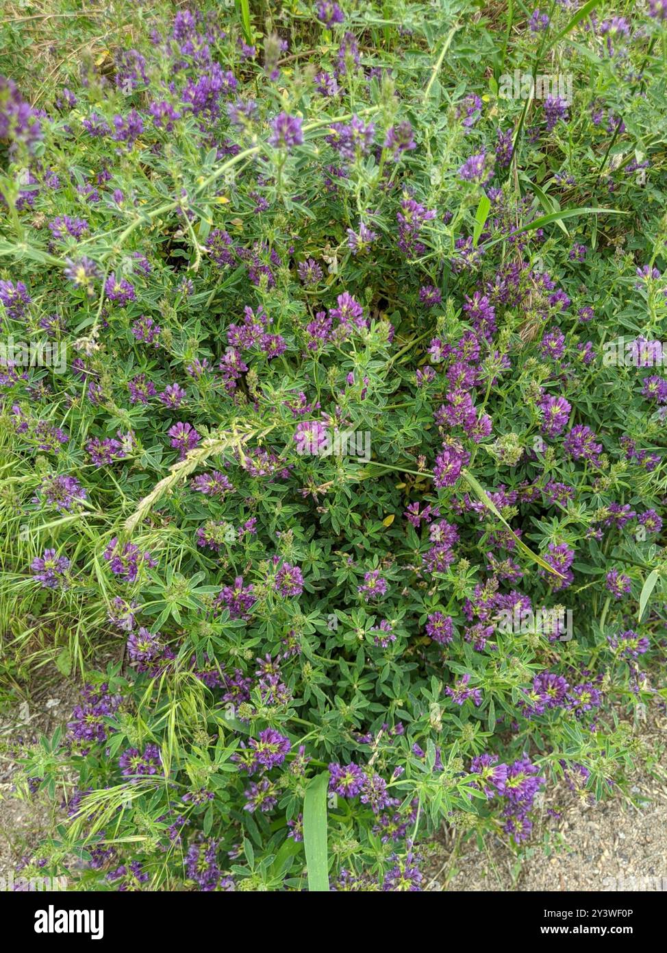 Alfalfa (Medicago sativa) Plantae Stock Photo - Alamy