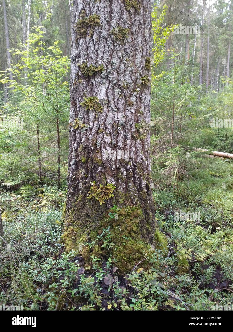 Tree Lungwort (Lobaria pulmonaria) Fungi Stock Photo - Alamy