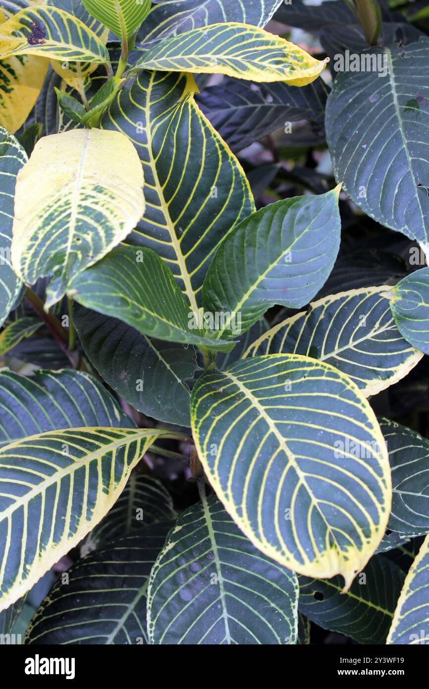 Green and yellow variegated leaves on a sanchezia speciosa plant in a ...