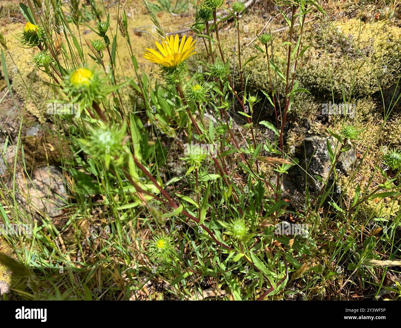 Oregon Gumplant (Grindelia stricta) Plantae Stock Photo - Alamy