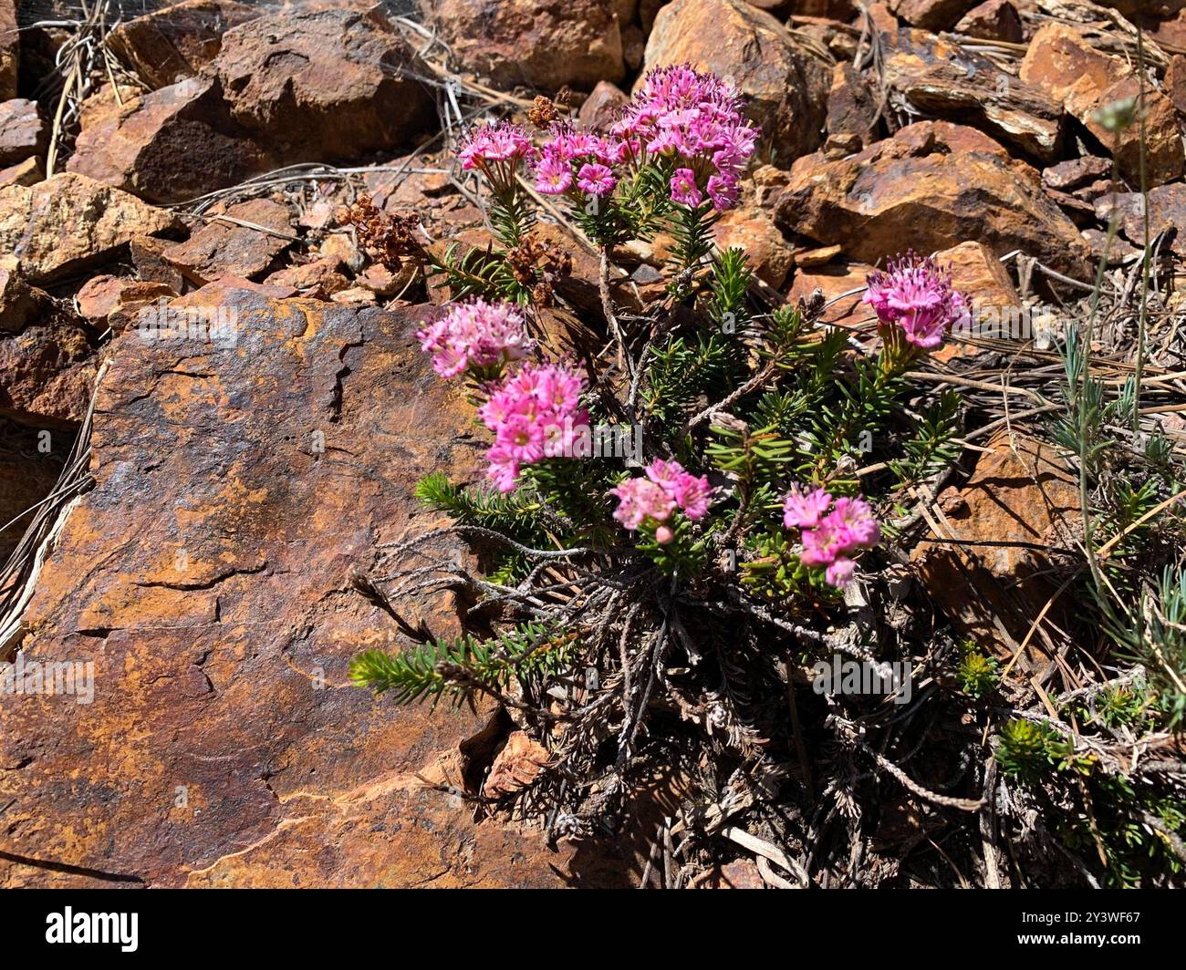 Purple Mountain-heath (Phyllodoce breweri) Plantae Stock Photo - Alamy