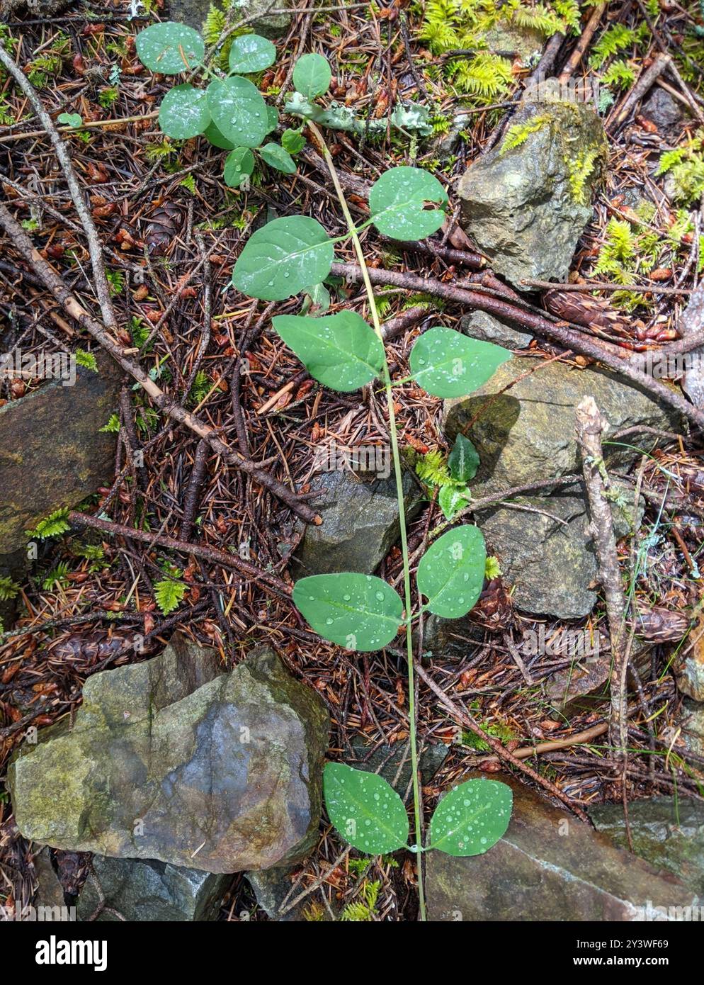 orange honeysuckle (Lonicera ciliosa) Plantae Stock Photo - Alamy