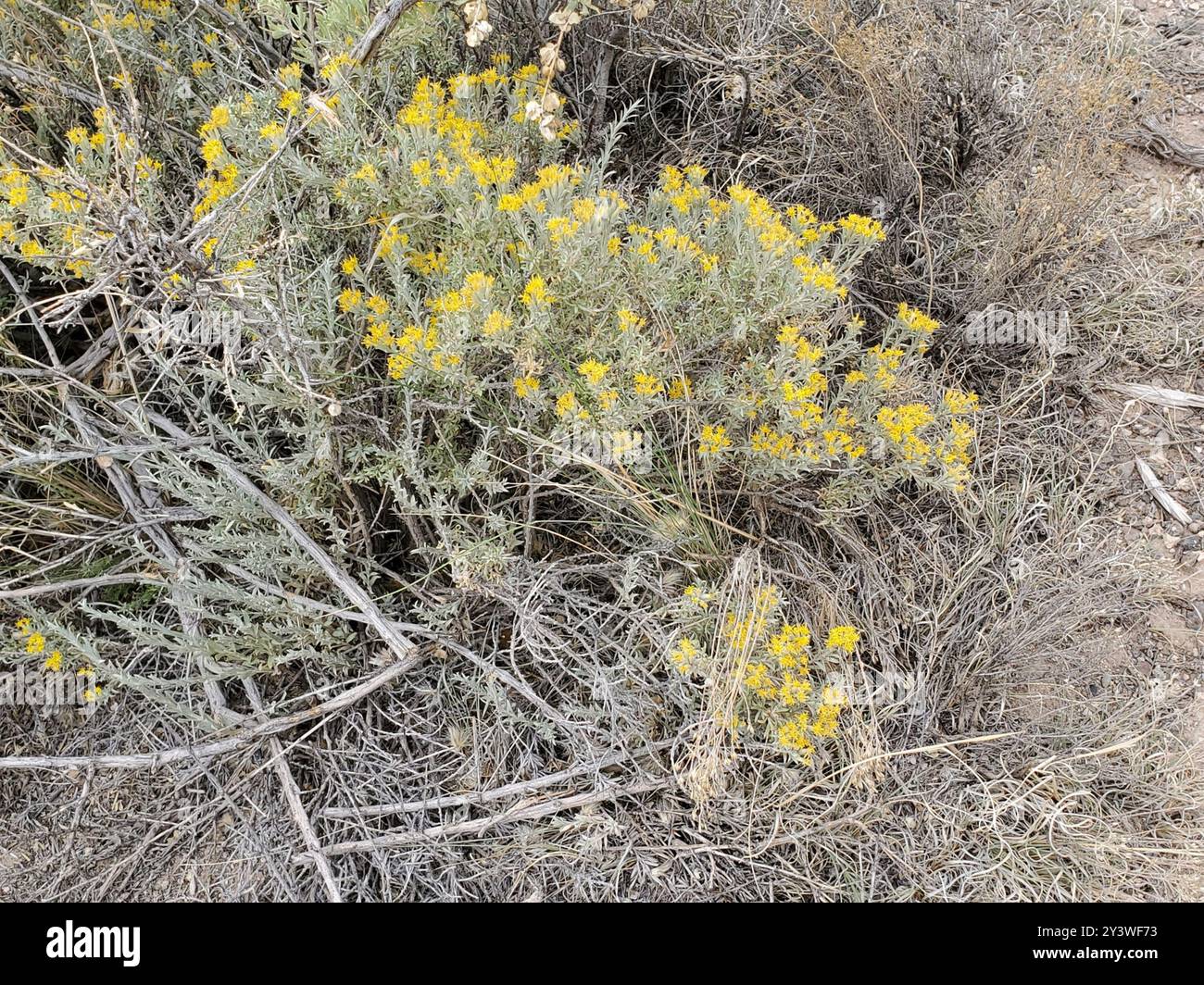 Spineless Horsebrush (Tetradymia canescens) Plantae Stock Photo - Alamy
