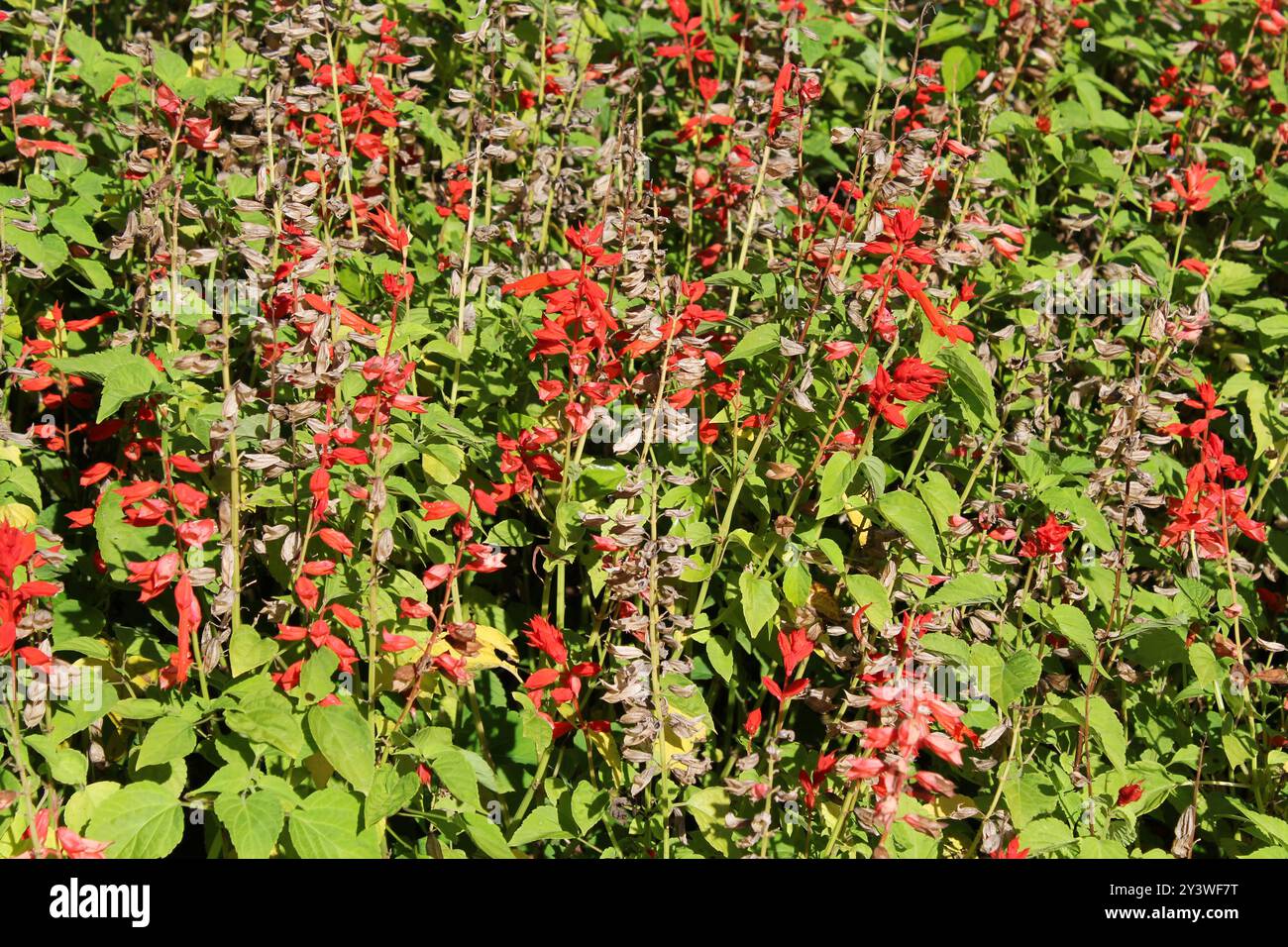 Scarlet sage salvia splendens hi-res stock photography and images - Alamy