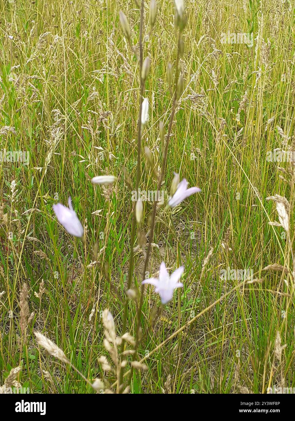 Rampion (Campanula rapunculus) Plantae Stock Photo - Alamy