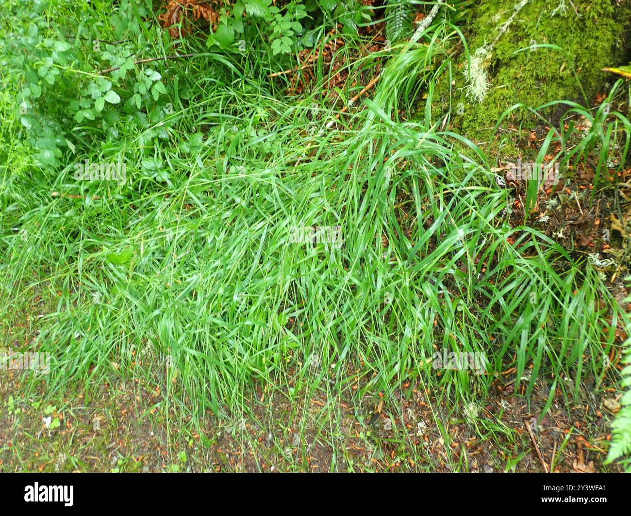 grasses (Poaceae) Plantae Stock Photo - Alamy