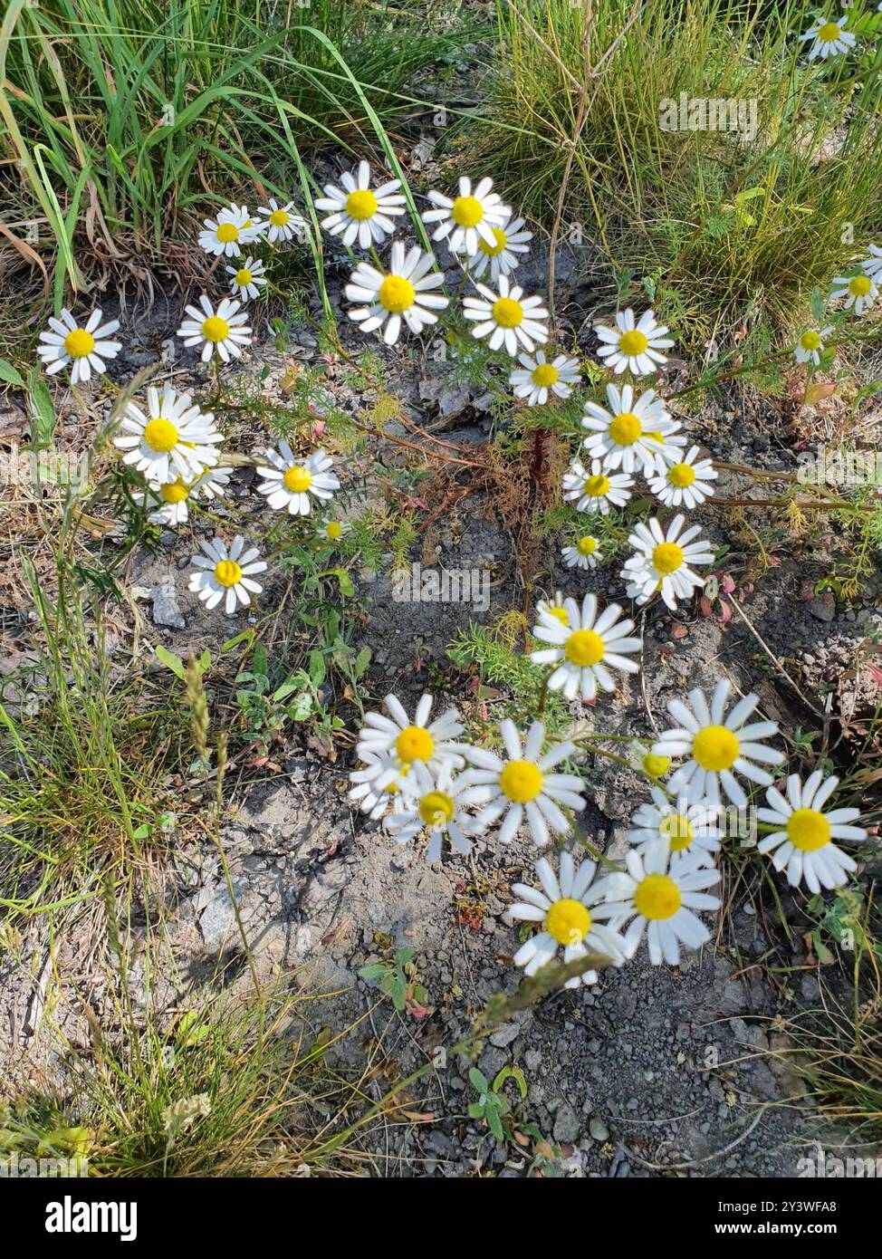 scentless mayweed (Tripleurospermum inodorum) Plantae Stock Photo - Alamy
