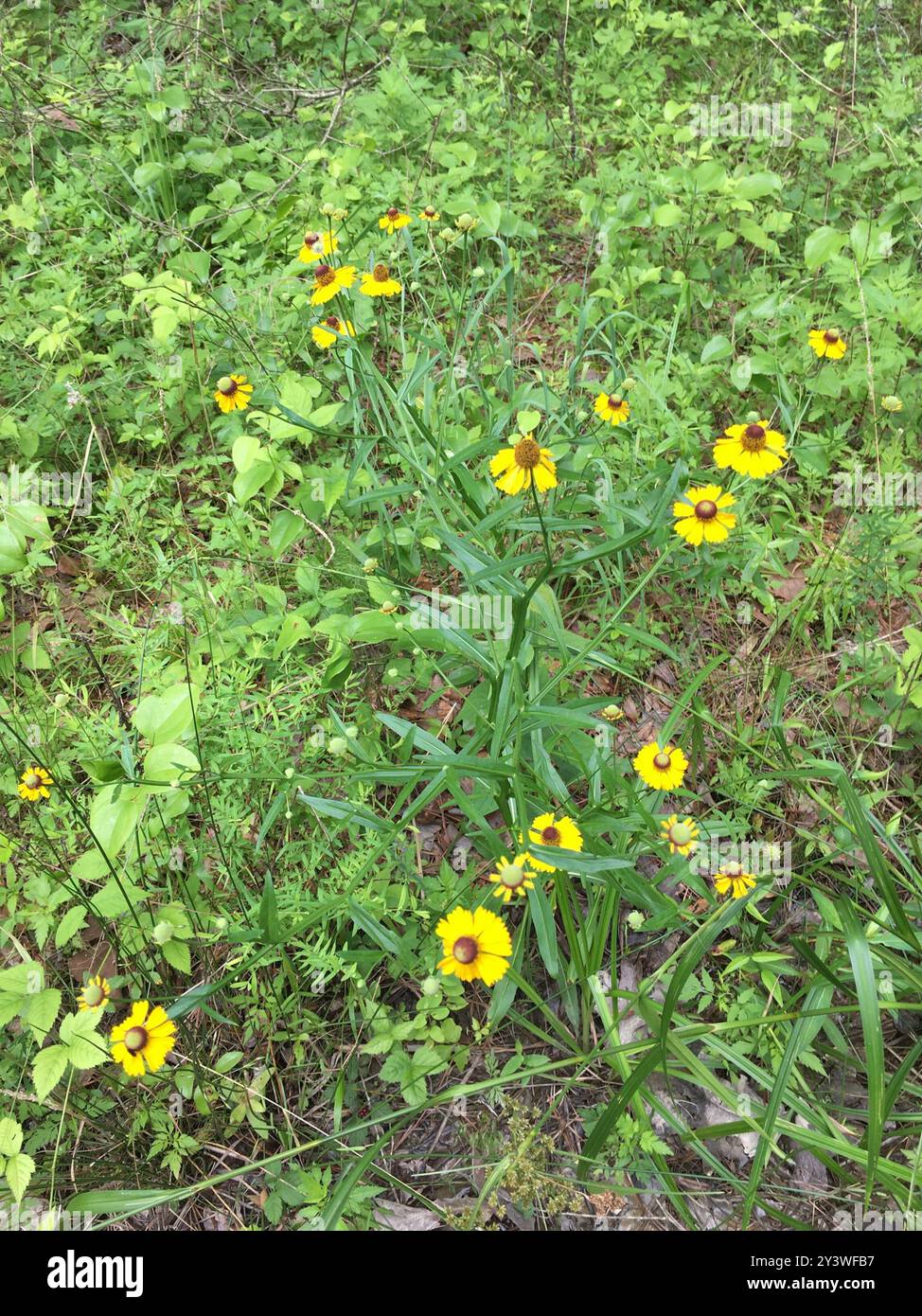 Southern Sneezeweed (Helenium flexuosum) Plantae Stock Photo - Alamy