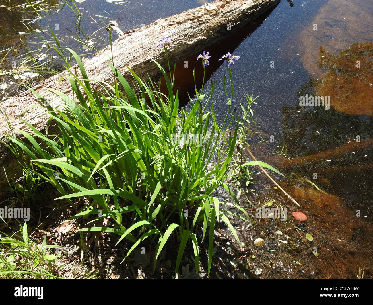 northern blue flag (Iris versicolor) Plantae Stock Photo - Alamy
