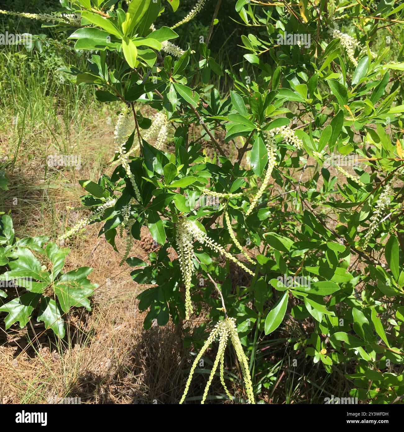 Swamp titi (Cyrilla racemiflora) Plantae Stock Photo - Alamy
