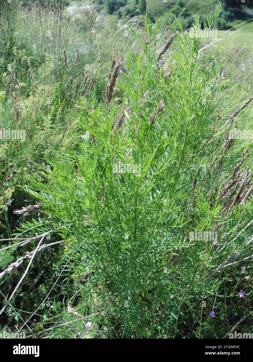 (Astragalus asper) Plantae Stock Photo - Alamy