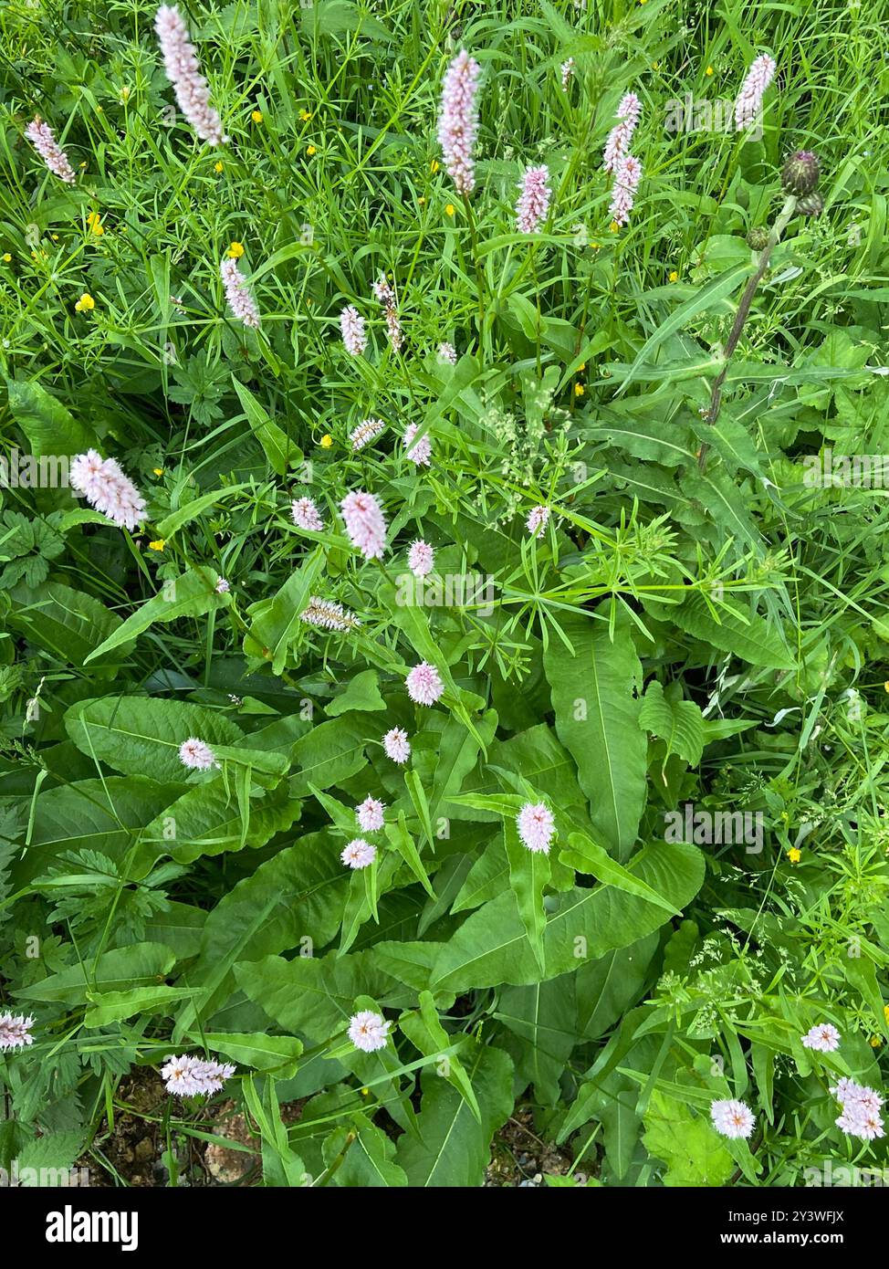 common bistort (Bistorta officinalis) Plantae Stock Photo - Alamy