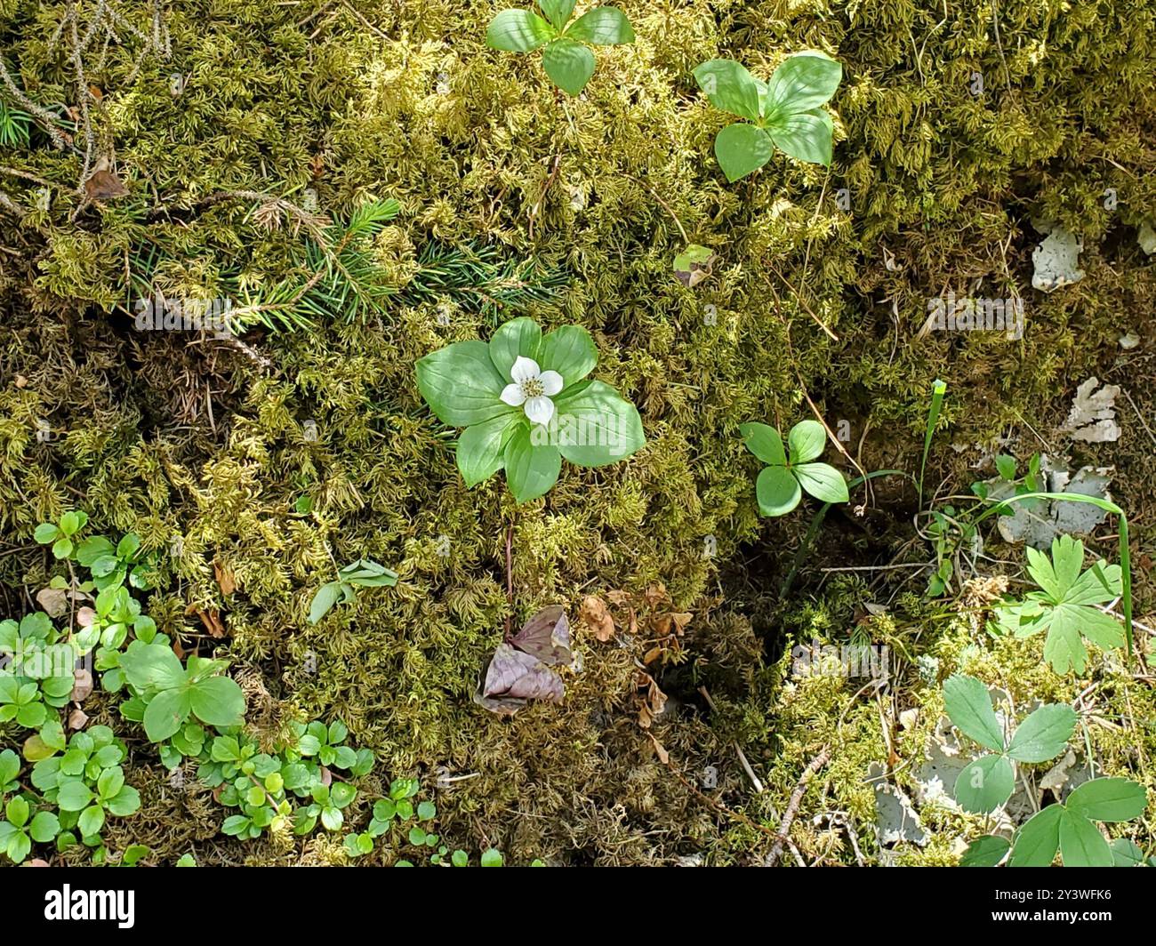 Canadian bunchberry (Cornus canadensis) Plantae Stock Photo - Alamy