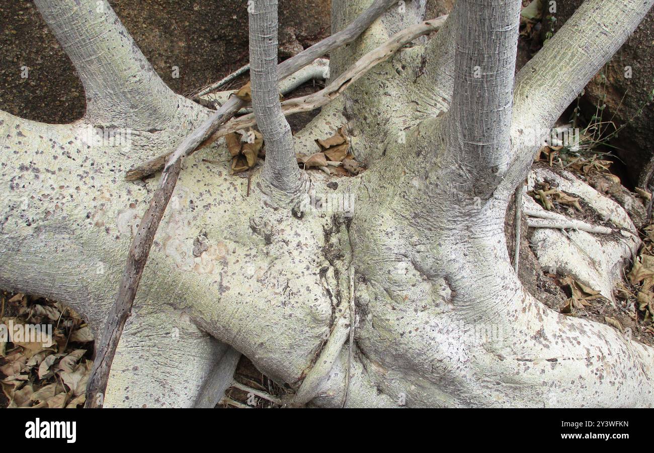 Large-leaved rock fig (Ficus abutilifolia) Plantae Stock Photo - Alamy
