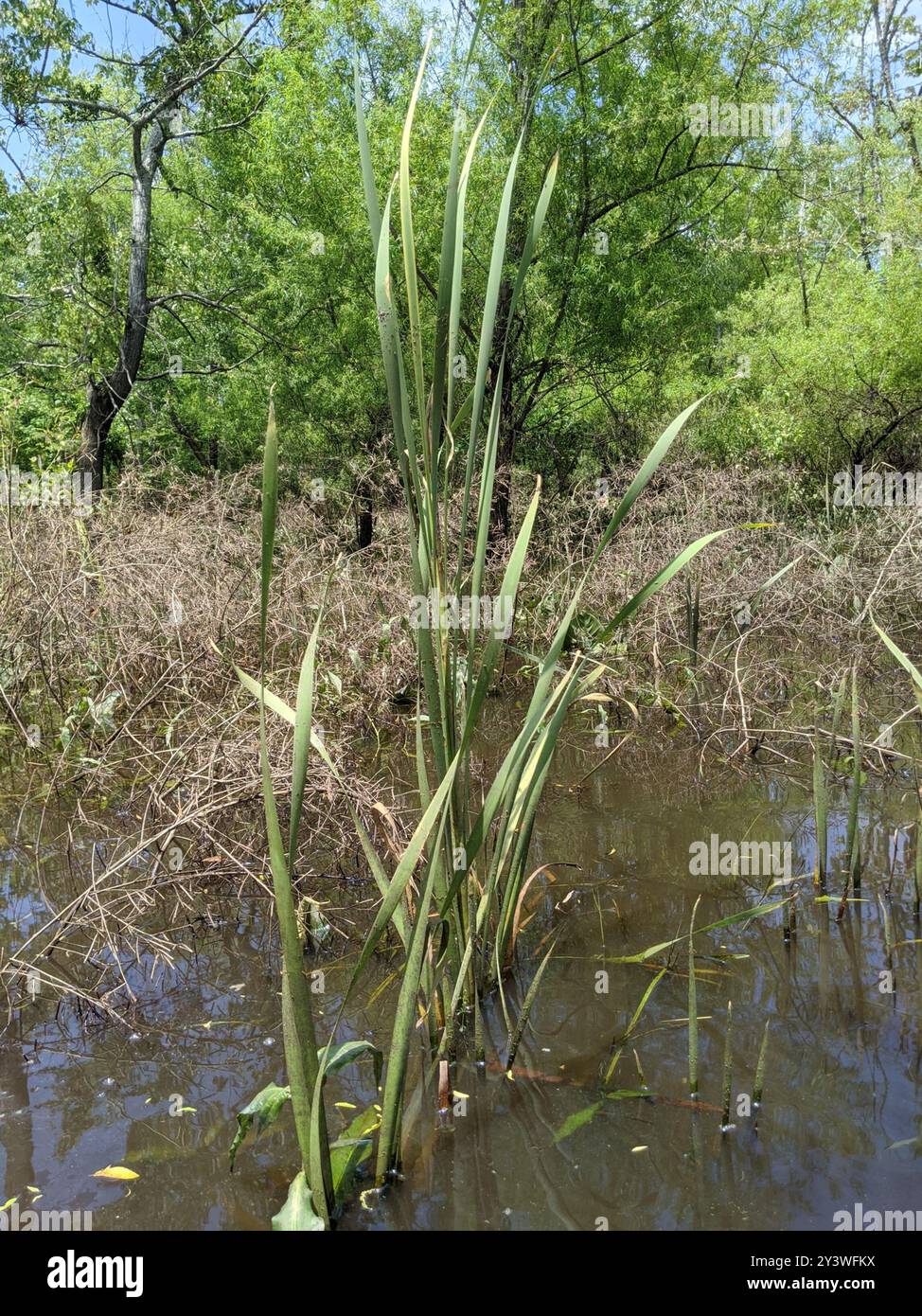 narrow-leaved cattail (Typha angustifolia) Plantae Stock Photo - Alamy