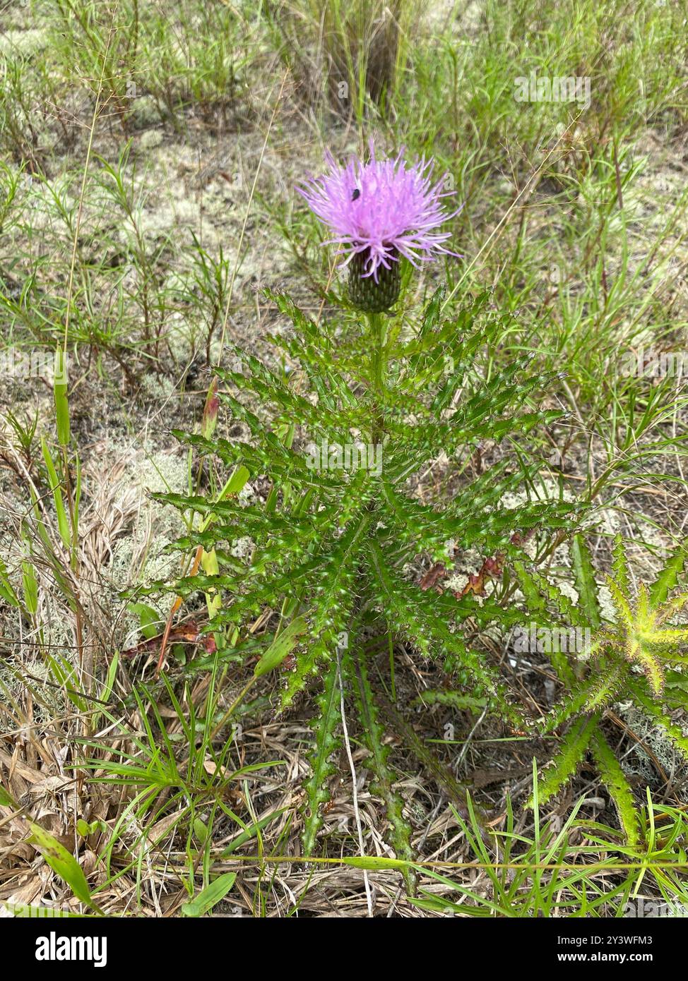sandhill thistle (Cirsium repandum) Plantae Stock Photo - Alamy