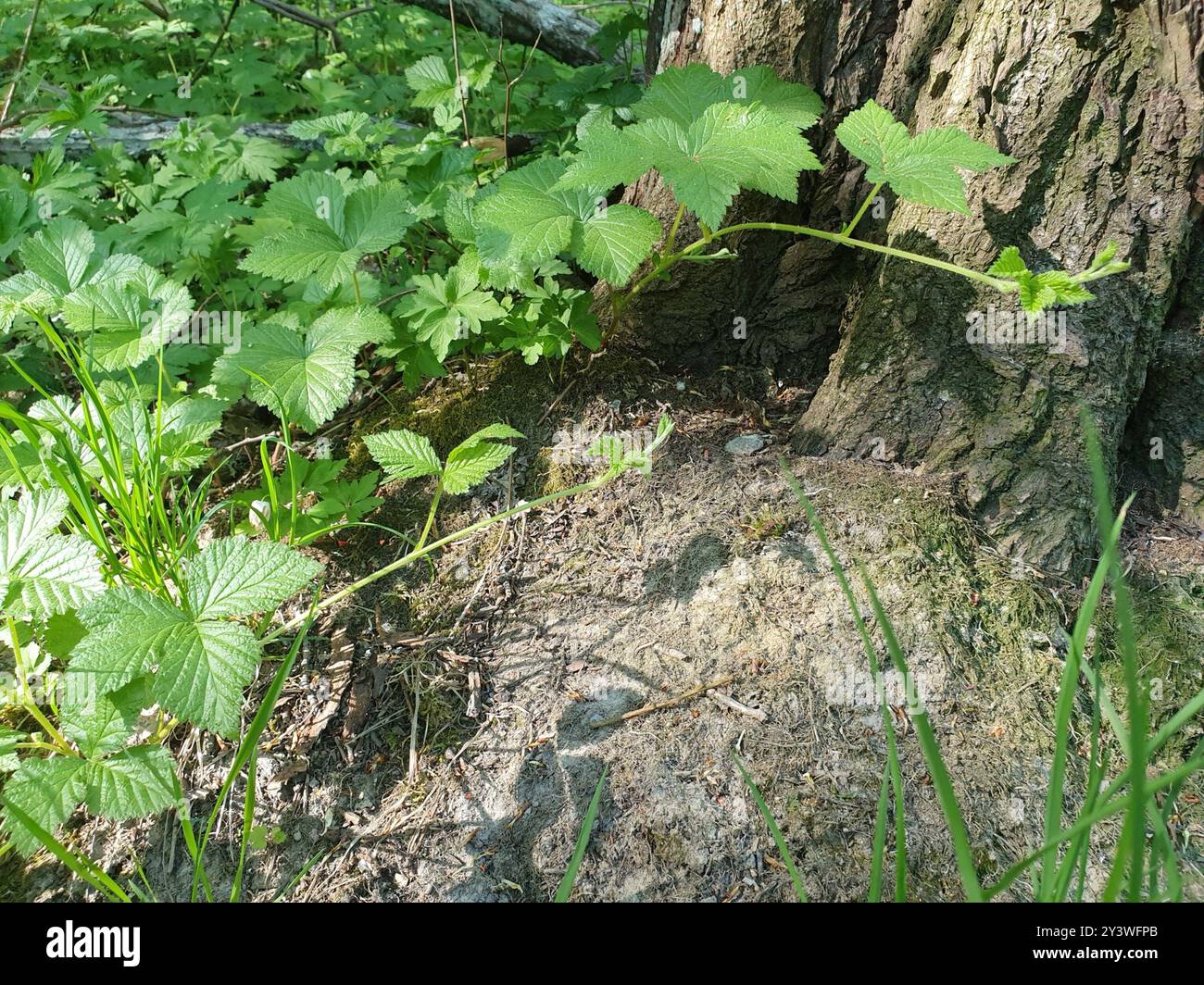 Stone Bramble (Rubus saxatilis) Plantae Stock Photo - Alamy