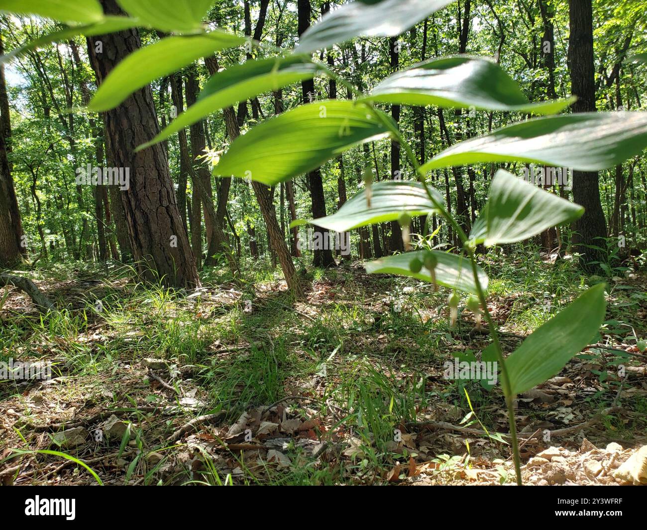smooth Solomon's seal (Polygonatum biflorum) Plantae Stock Photo - Alamy