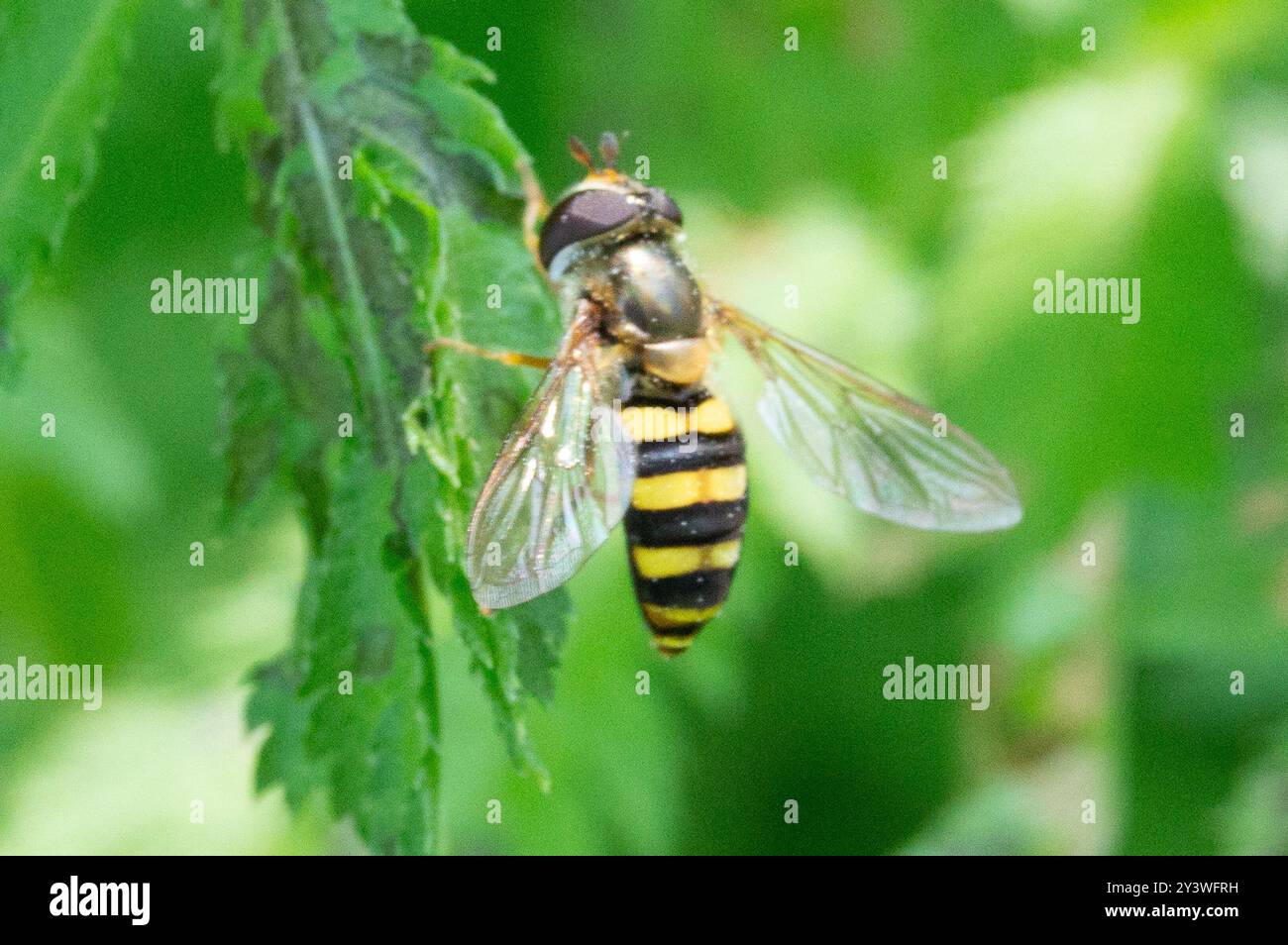Long-tailed Aphideater Complex (Eupeodes americanus) Insecta Stock ...