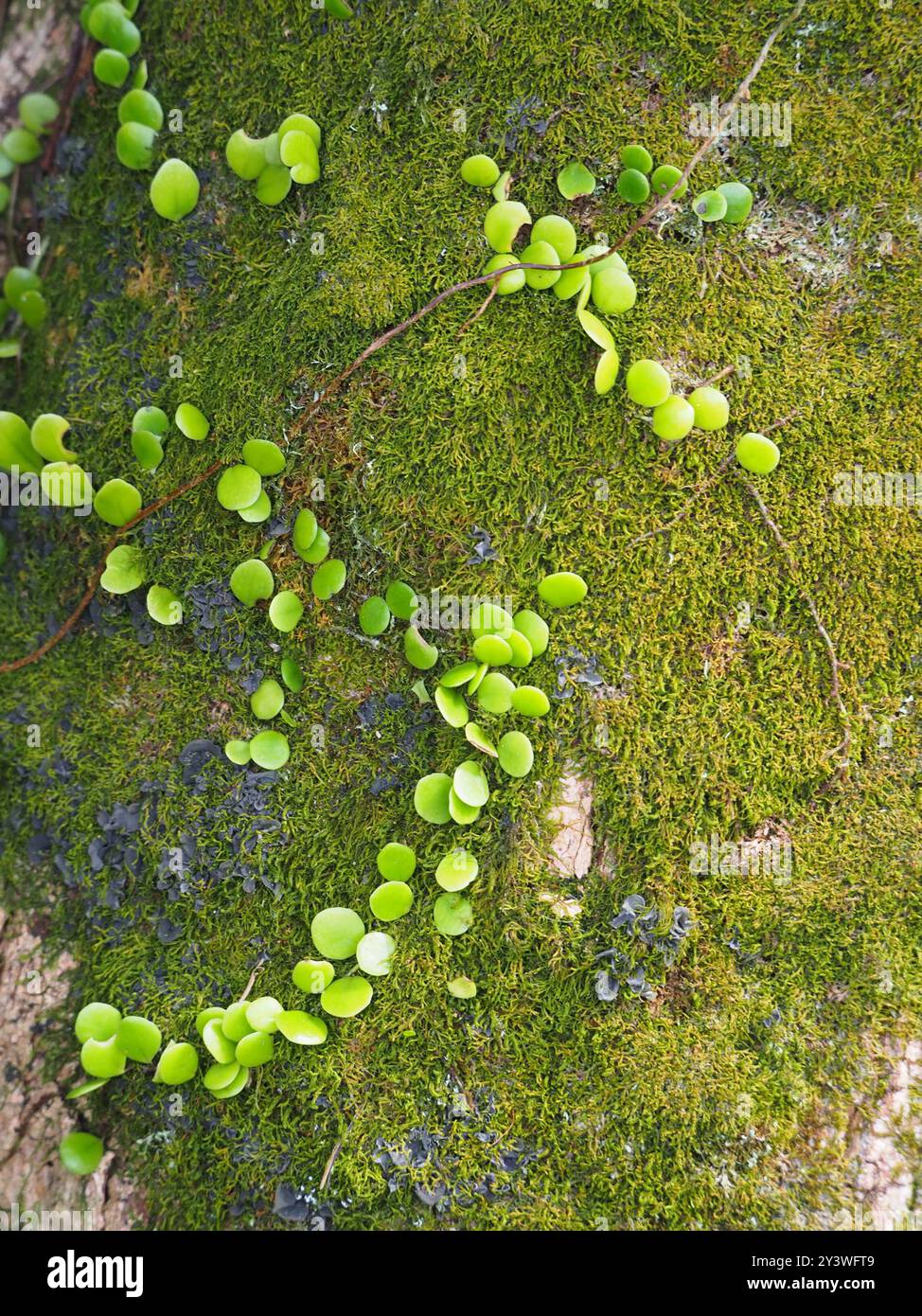 Green penny fern (Lemmaphyllum microphyllum) Plantae Stock Photo - Alamy