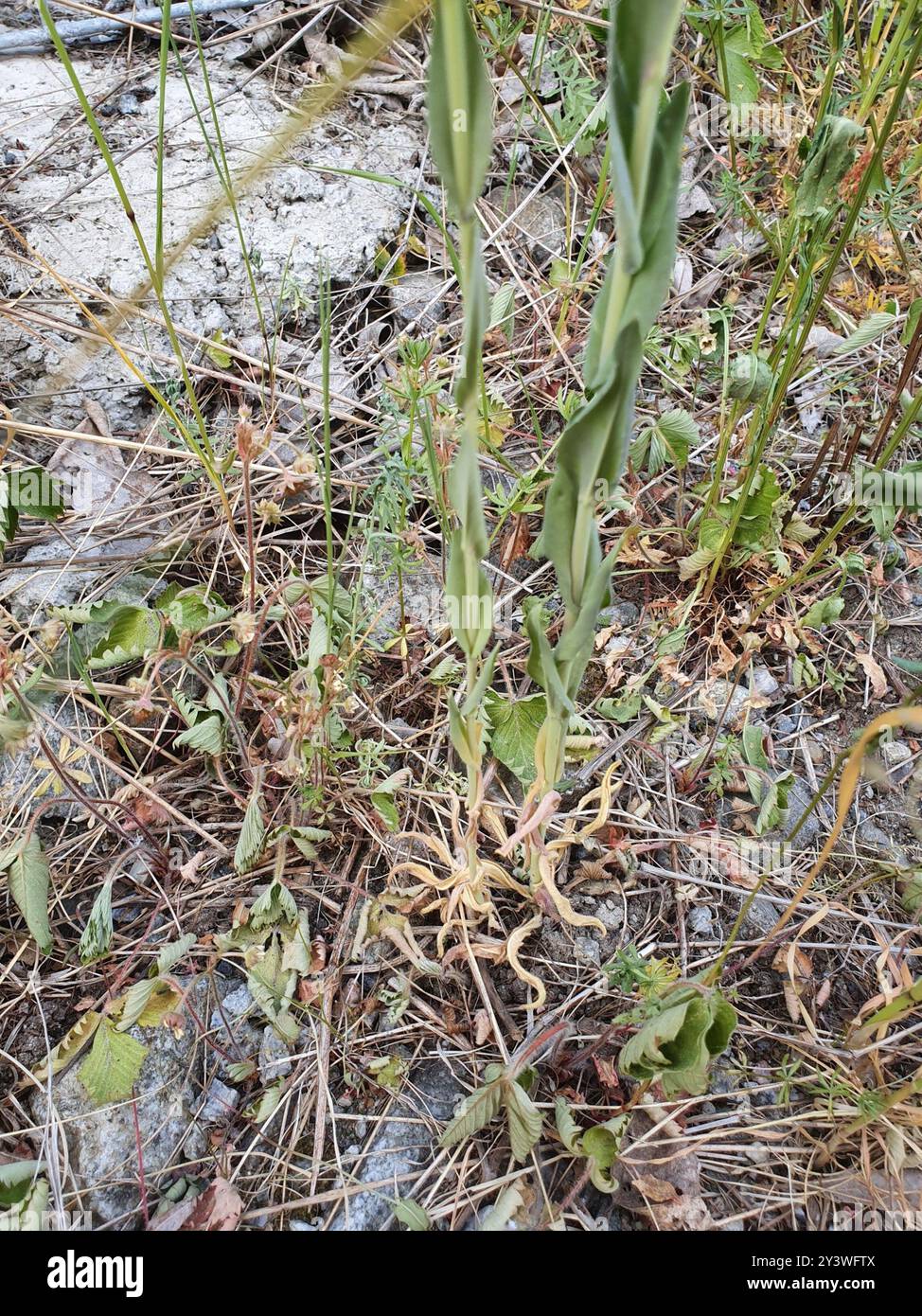Tower Mustard (Turritis glabra) Plantae Stock Photo - Alamy