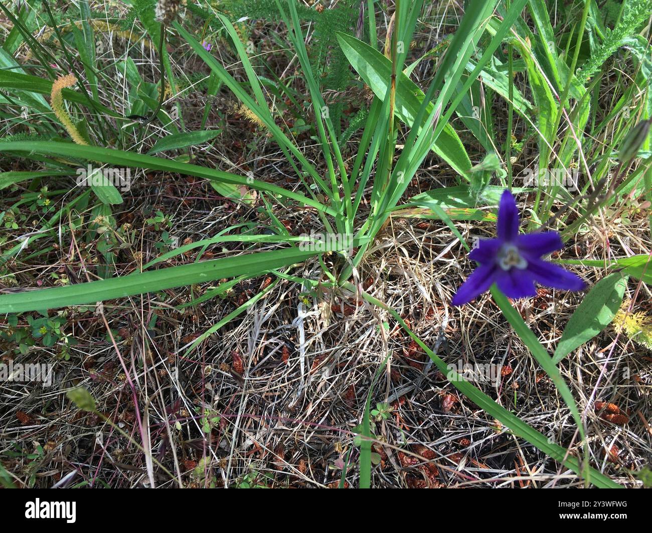 crown brodiaea (Brodiaea coronaria) Plantae Stock Photo - Alamy