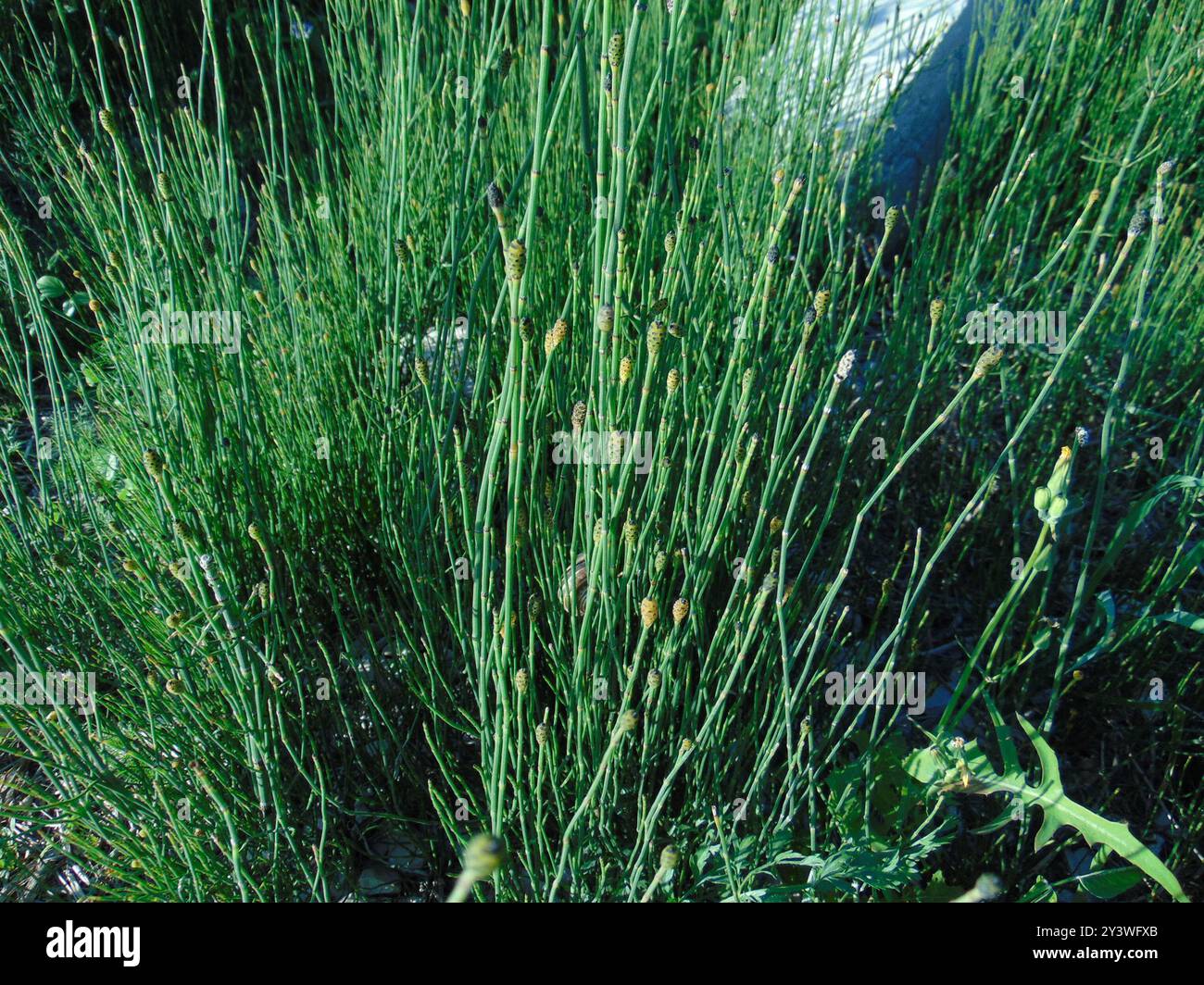 Branched Horsetail (Equisetum ramosissimum) Plantae Stock Photo - Alamy