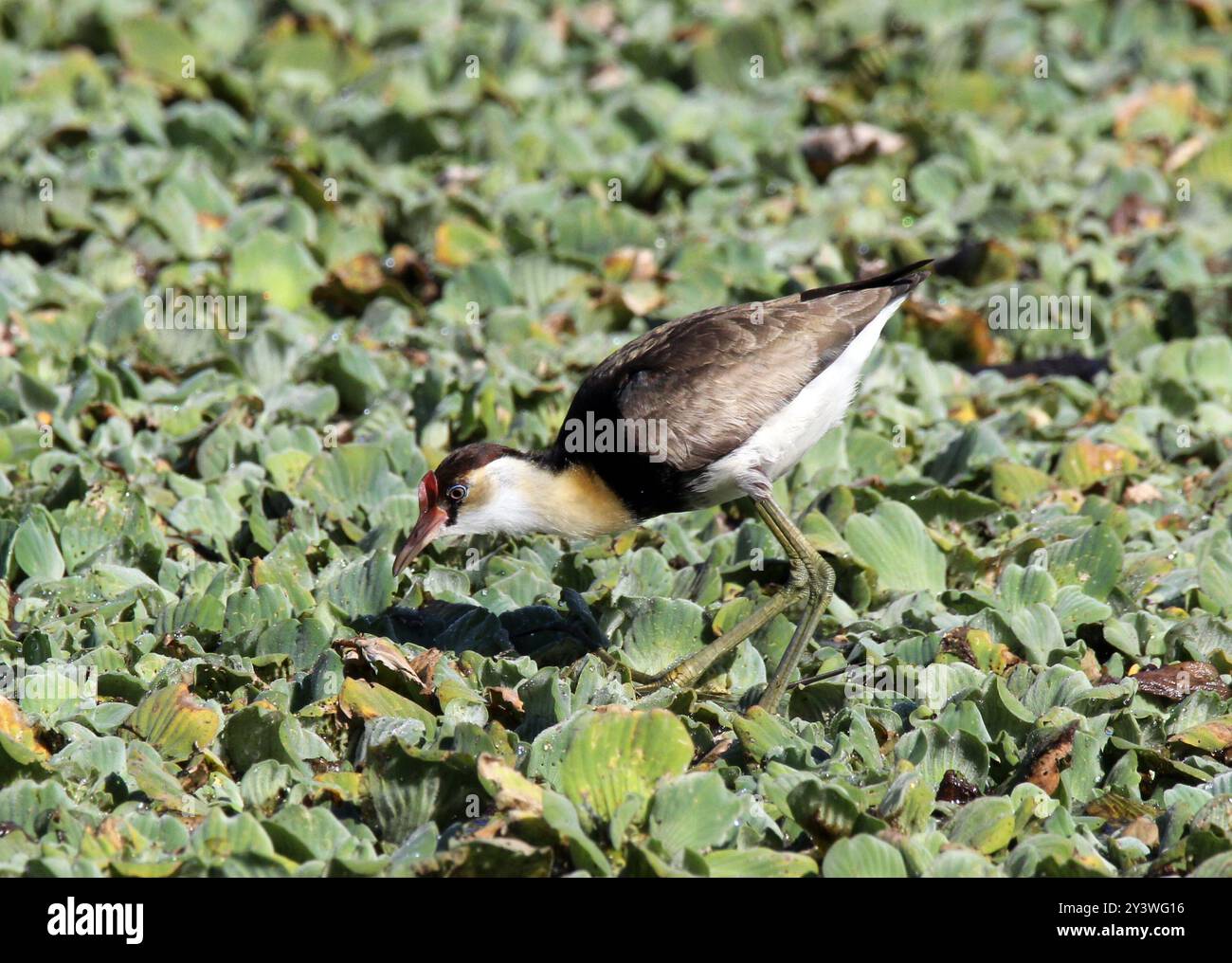 Hunting jacana hi-res stock photography and images - Alamy