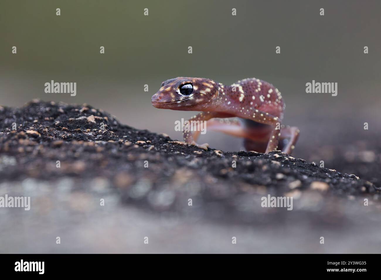 Barking Gecko, Underwoodisaurus milii, against a smooth background ...