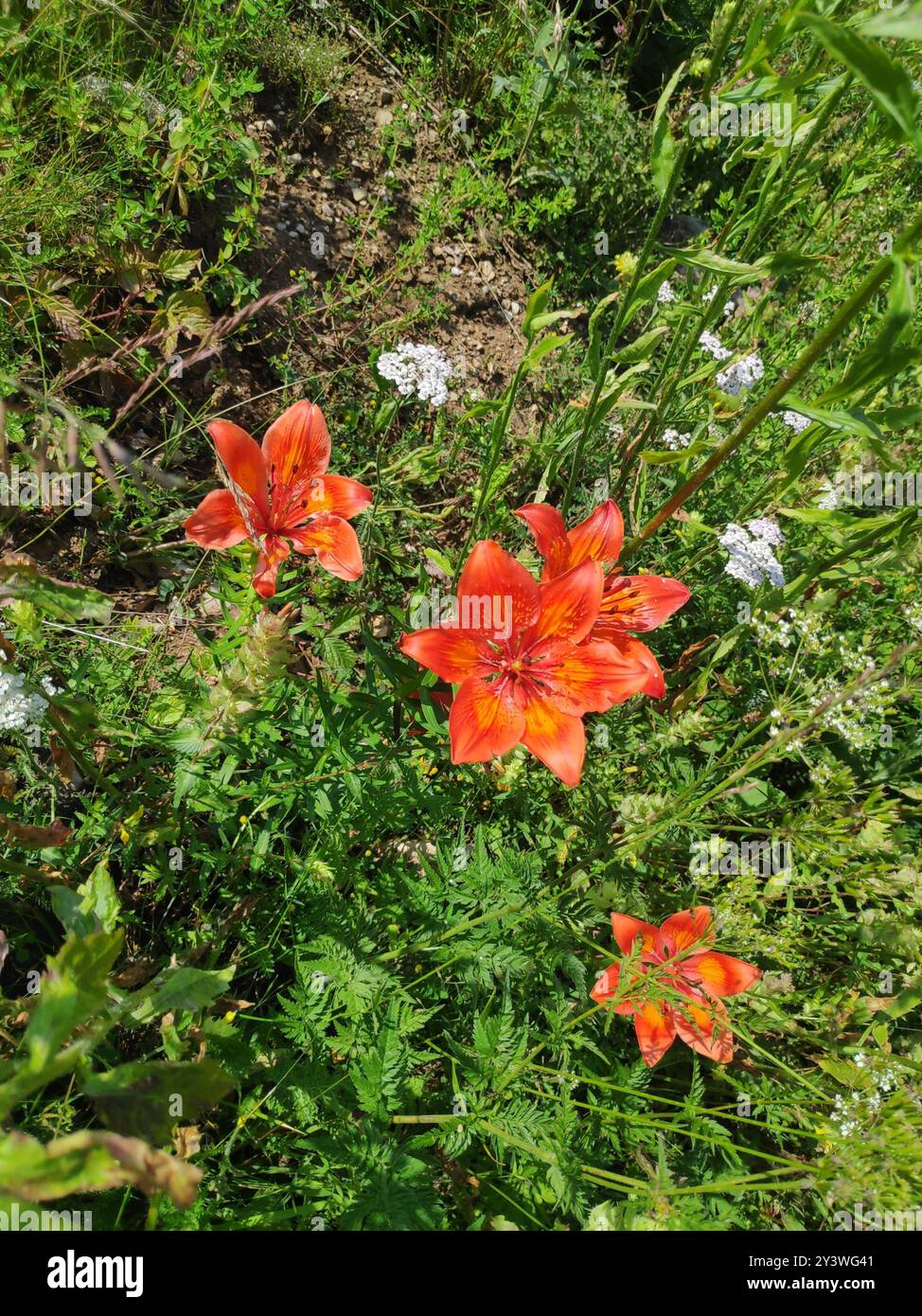 fire lily (Lilium bulbiferum) Plantae Stock Photo - Alamy