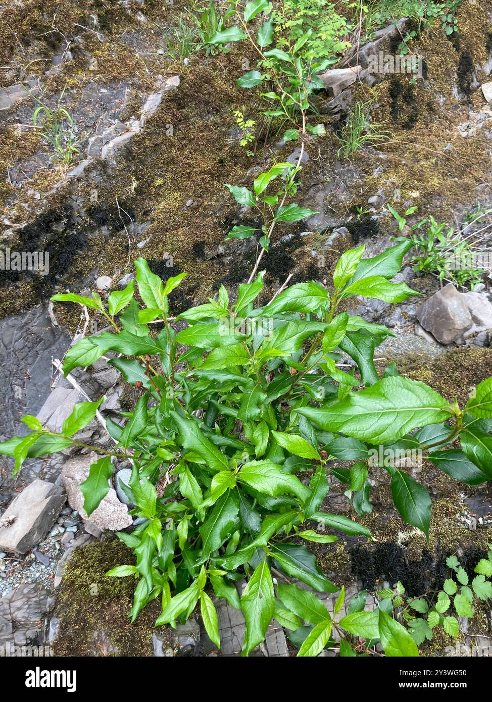 poplars, cottonwoods, and aspens (Populus) Plantae Stock Photo - Alamy