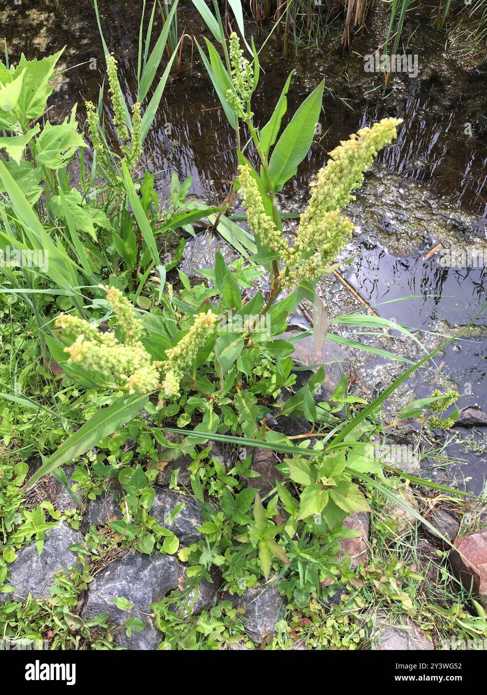 swamp dock (Rumex verticillatus) Plantae Stock Photo - Alamy