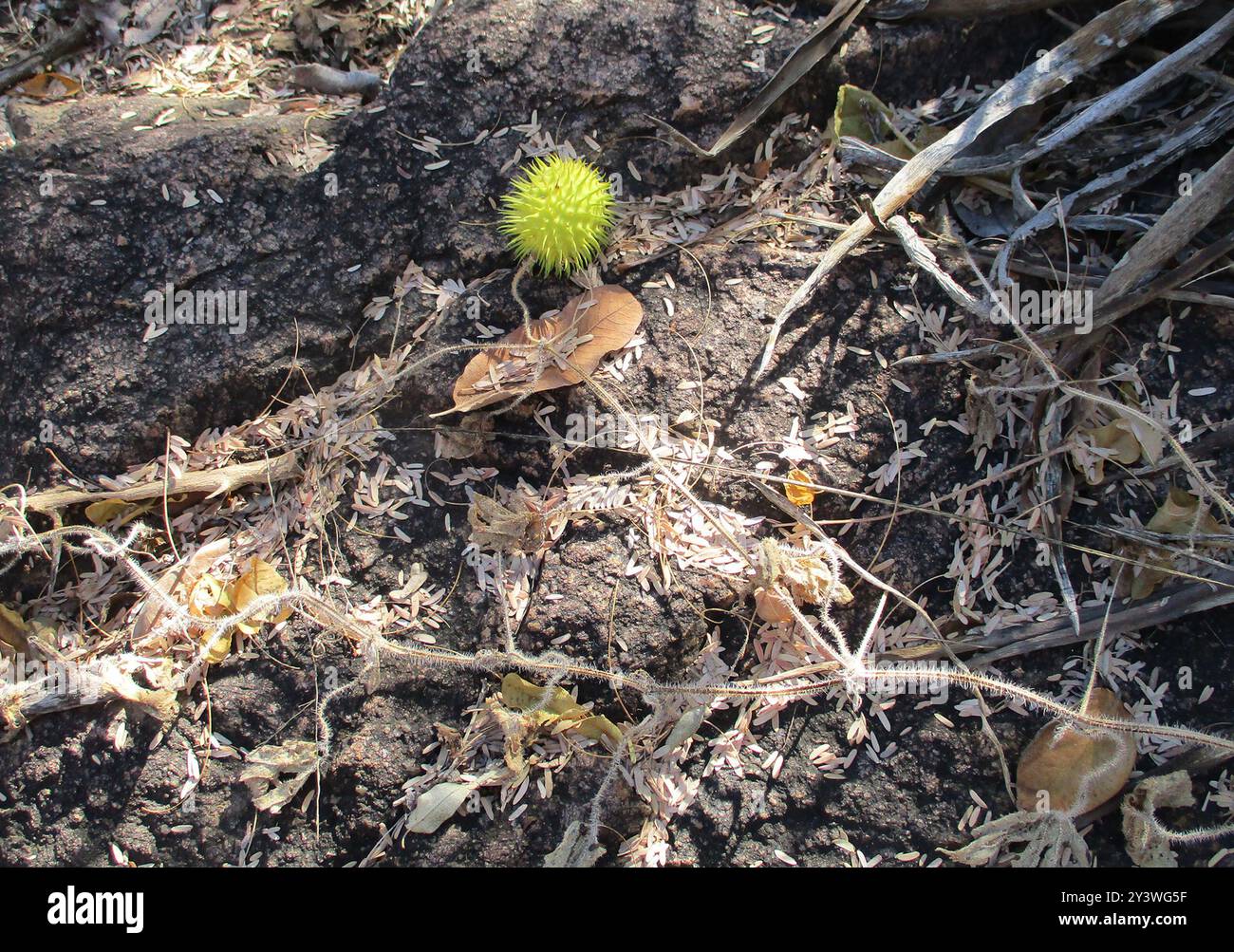 South African Spiny Cucumber (Cucumis zeyheri) Plantae Stock Photo - Alamy