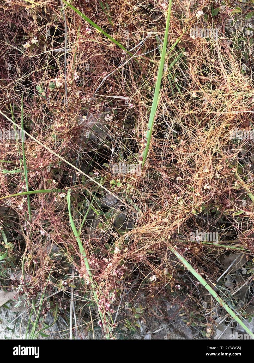 Clover Dodder (Cuscuta epithymum) Plantae Stock Photo - Alamy