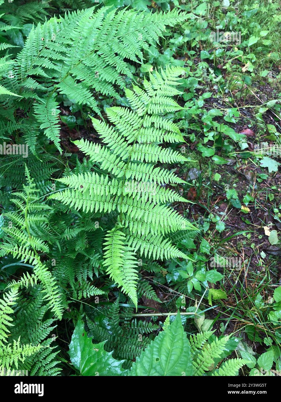 southern lady fern (Athyrium asplenioides) Plantae Stock Photo - Alamy