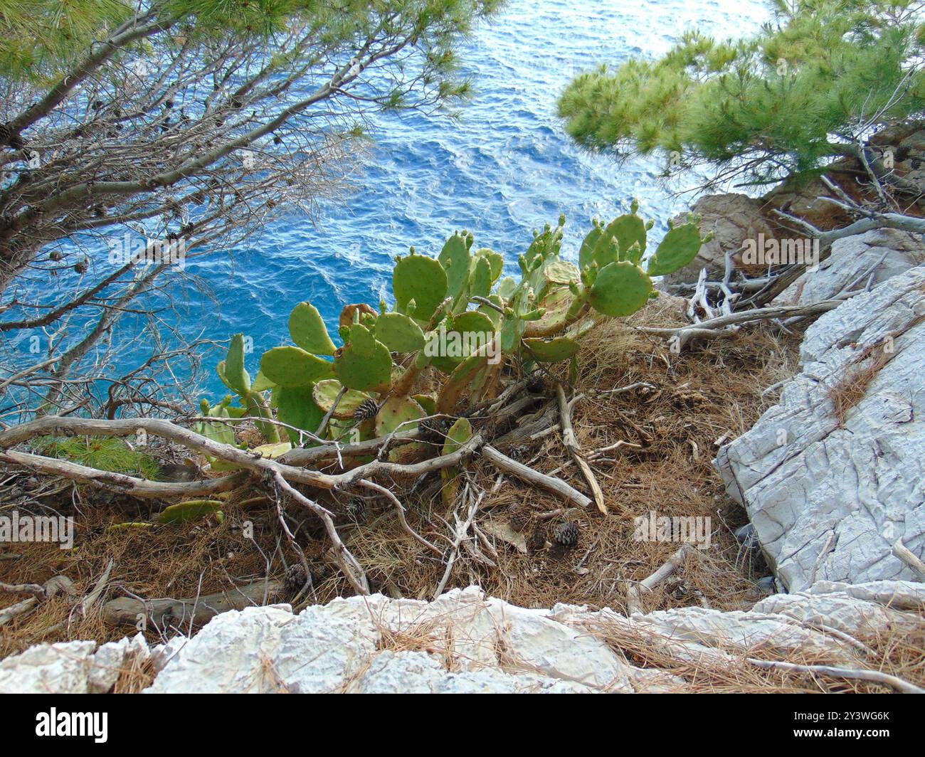 beach prickly pear (Opuntia anahuacensis) Plantae Stock Photo - Alamy