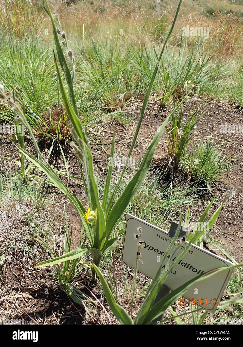 Shiny Stargrass (Hypoxis obtusa) Plantae Stock Photo - Alamy