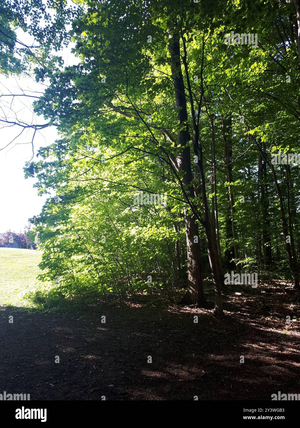 Norway maple (Acer platanoides) Plantae Stock Photo - Alamy