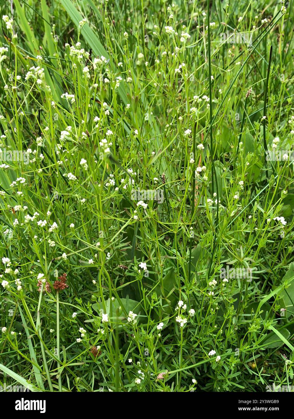 Common Marsh-bedstraw (Galium palustre) Plantae Stock Photo - Alamy