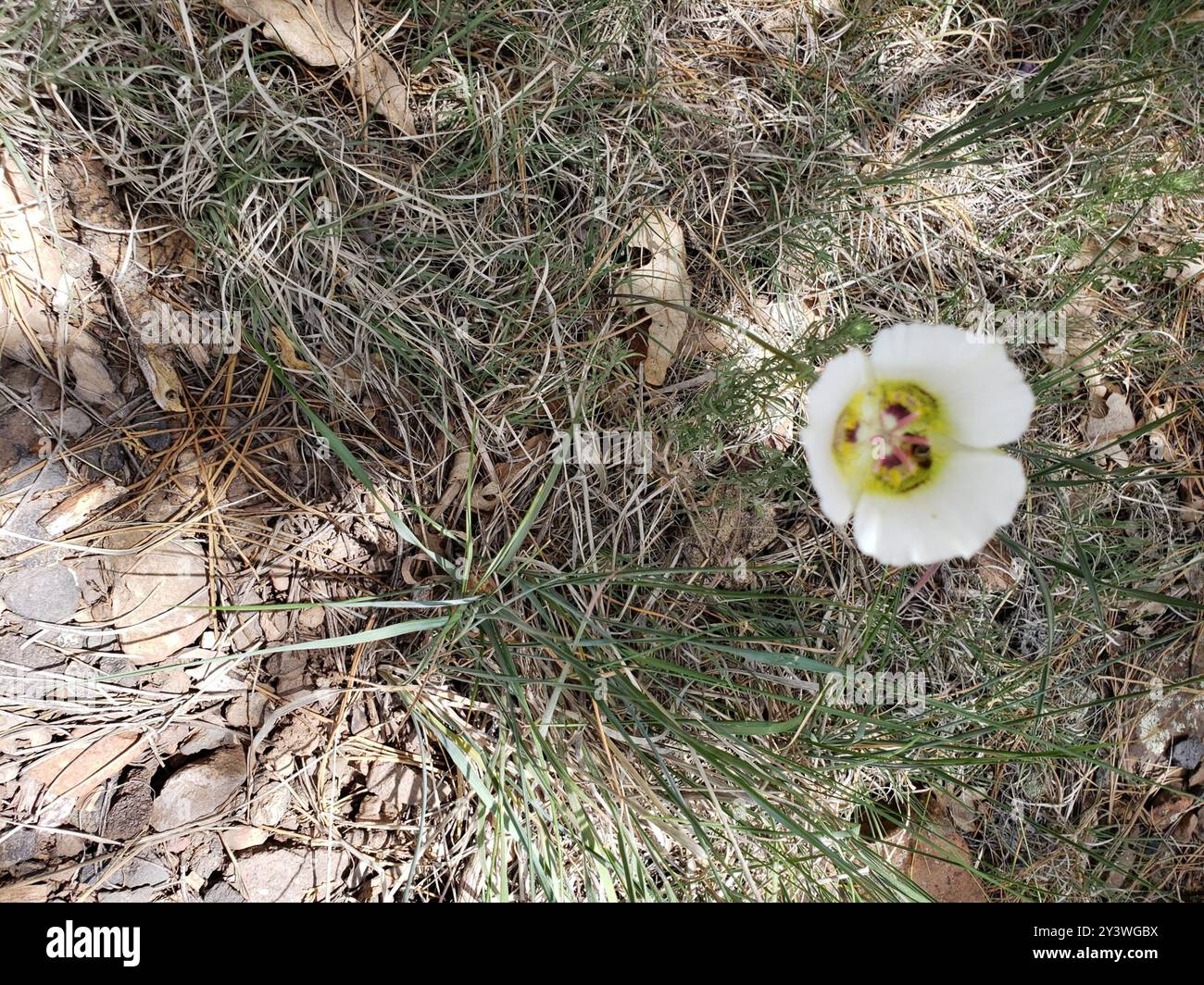 Arizona mariposa lily (Calochortus ambiguus) Plantae Stock Photo - Alamy