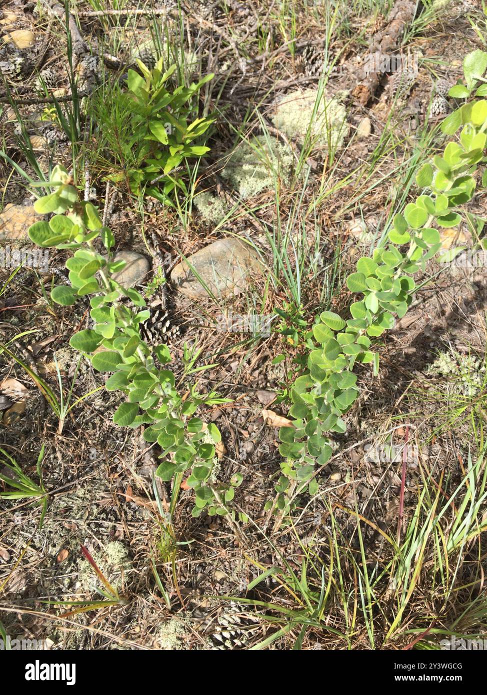 hairy lespedeza (Lespedeza hirta) Plantae Stock Photo - Alamy