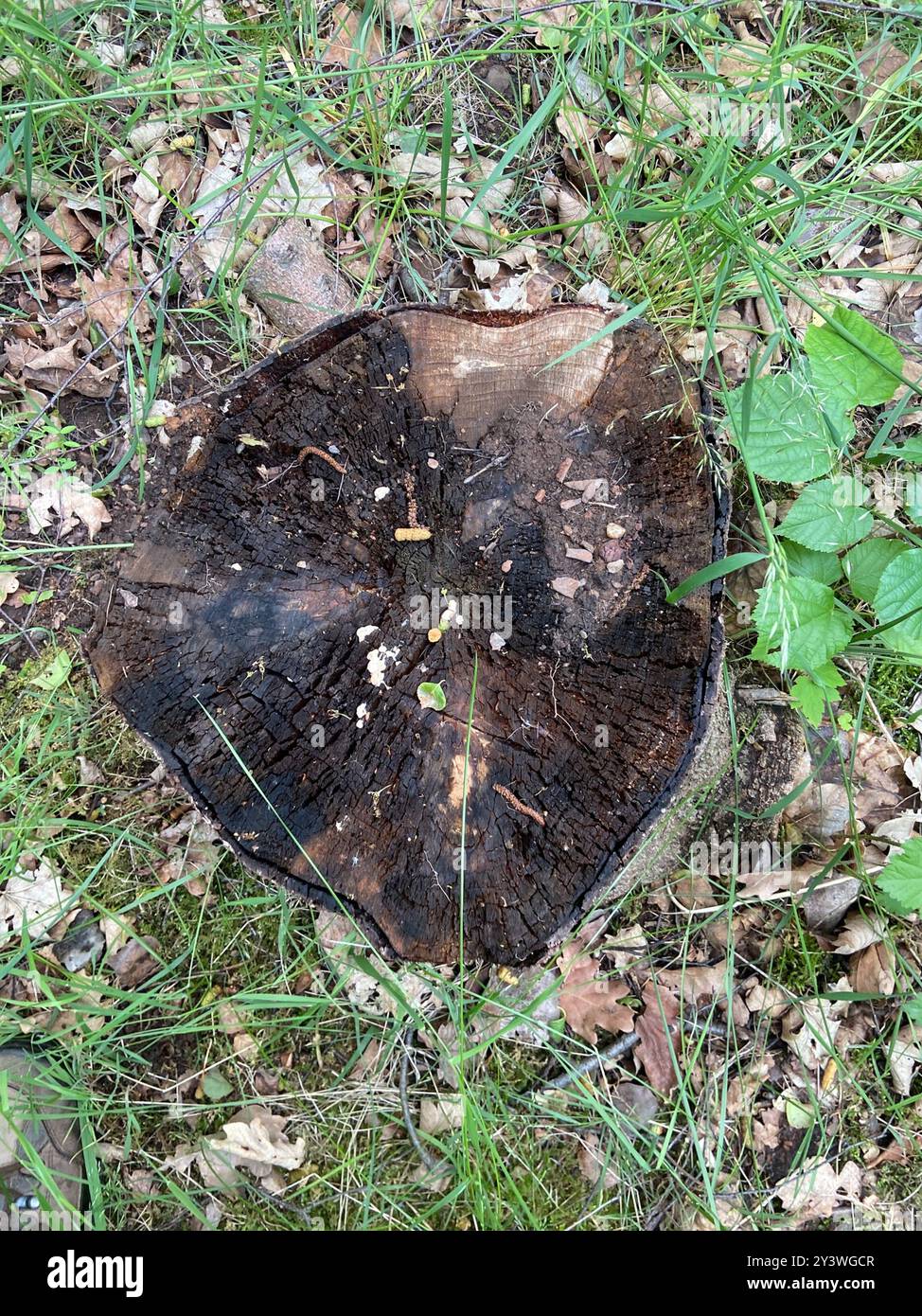 oak bracket (Pseudoinonotus dryadeus) Fungi Stock Photo - Alamy
