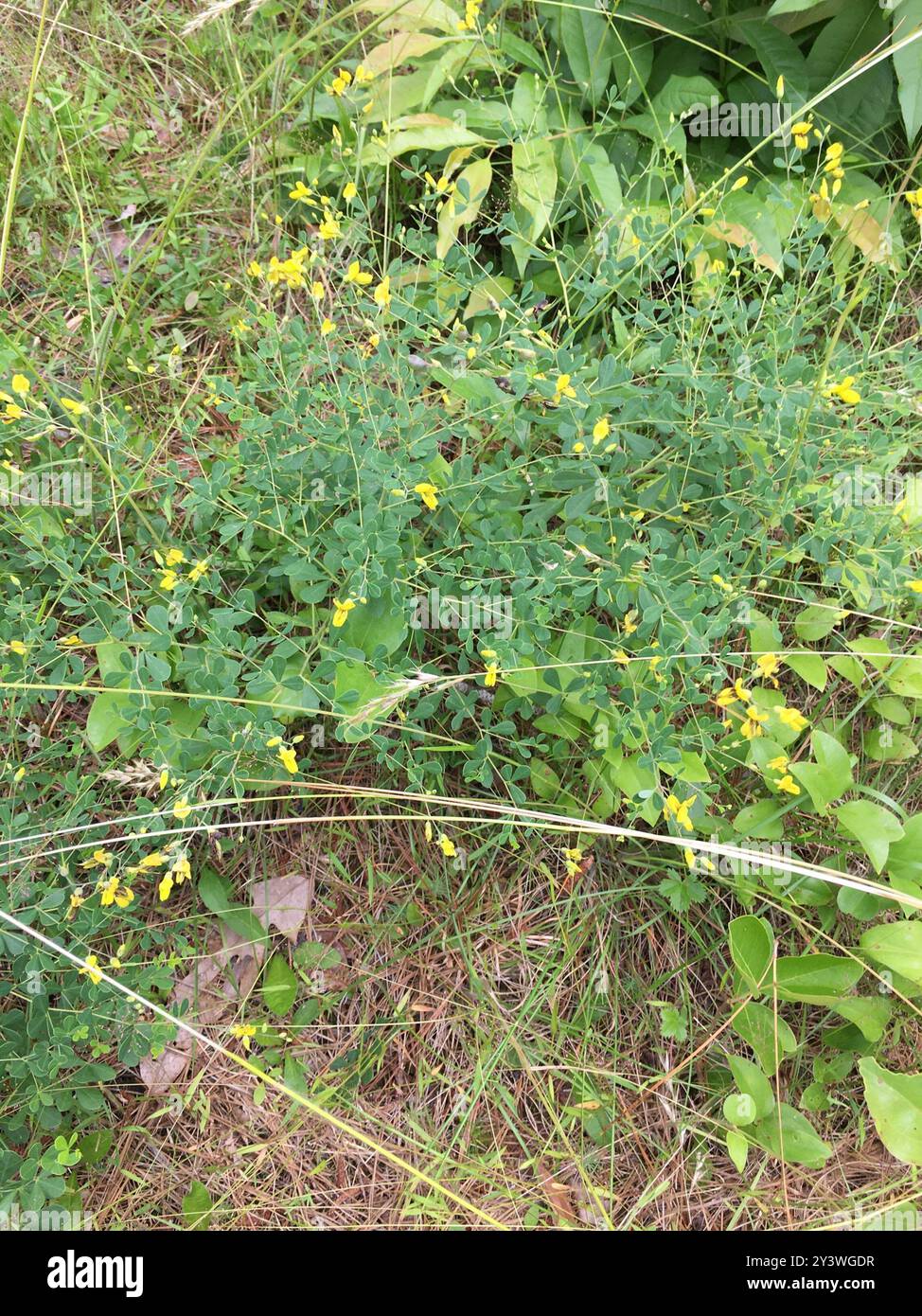 eastern wild indigo (Baptisia tinctoria) Plantae Stock Photo - Alamy