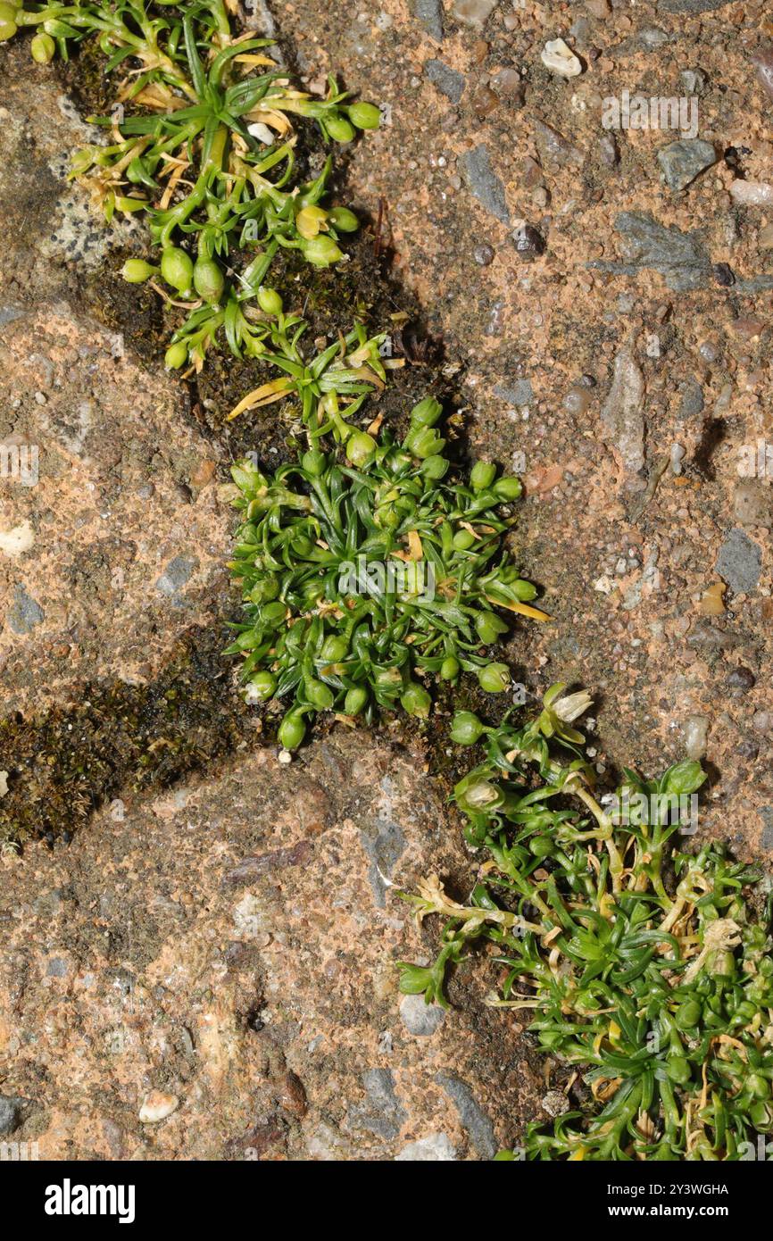 Procumbent Pearlwort (Sagina procumbens) Plantae Stock Photo - Alamy