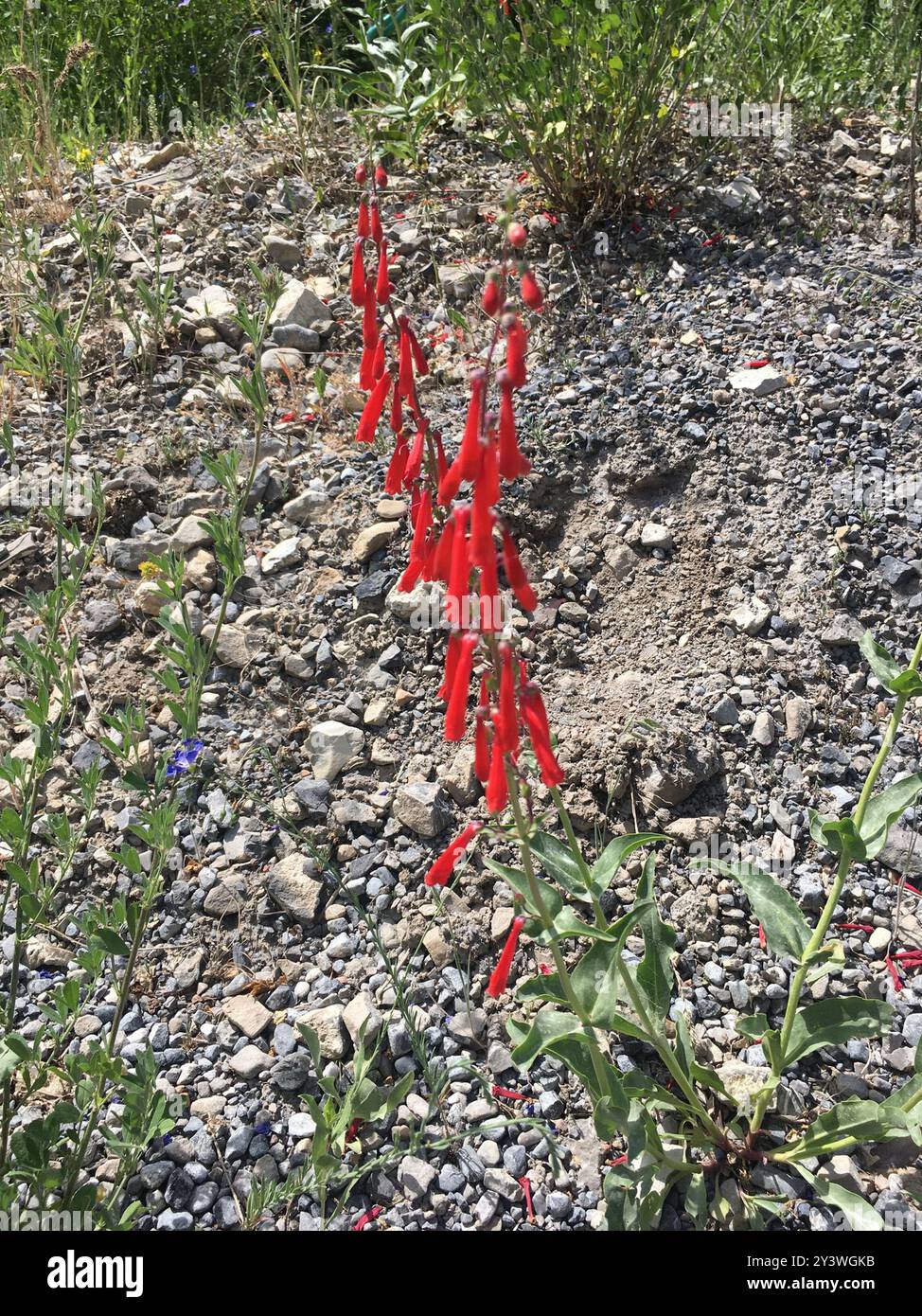 firecracker penstemon (Penstemon eatonii) Plantae Stock Photo - Alamy