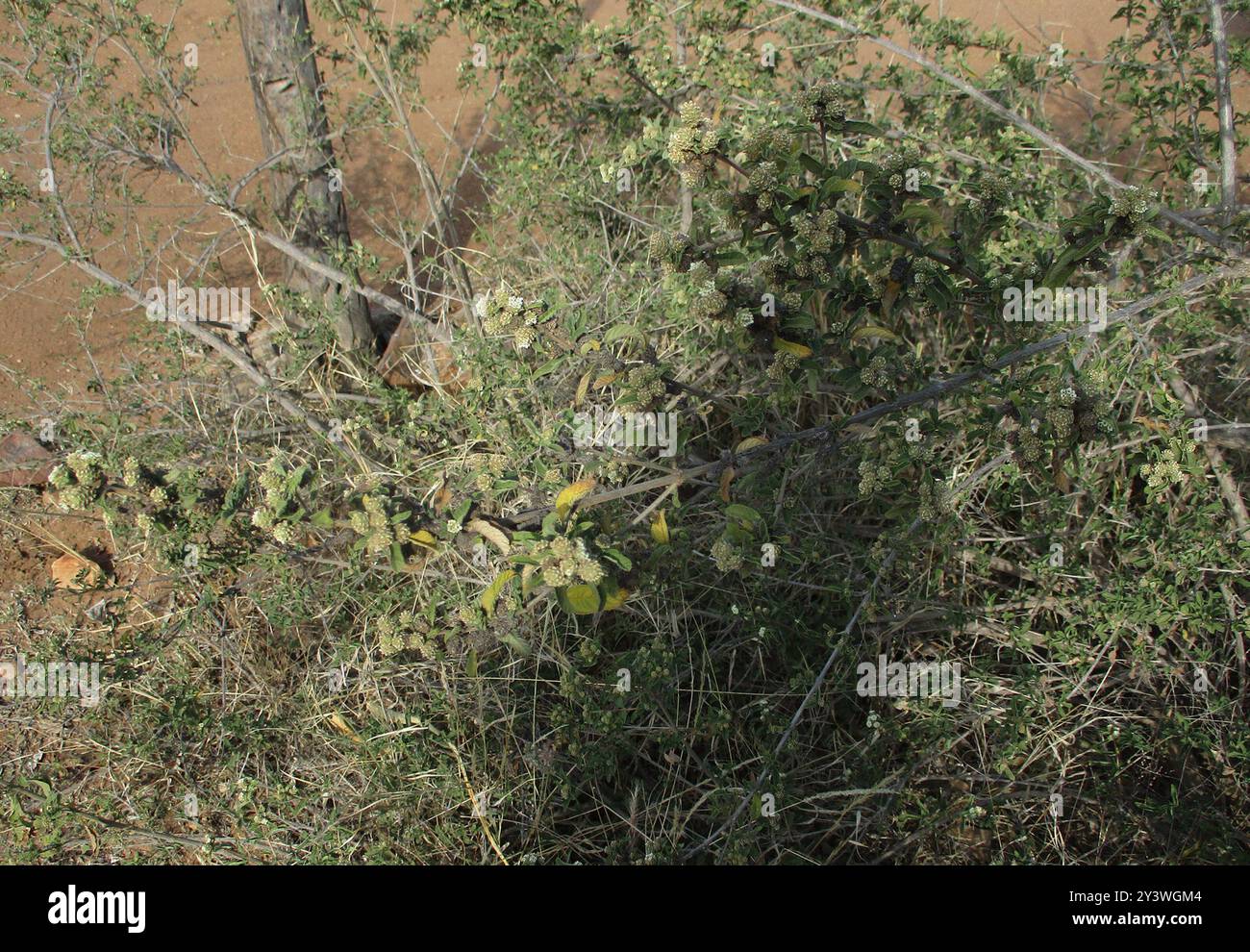 Fever Tea (Lippia javanica) Plantae Stock Photo - Alamy