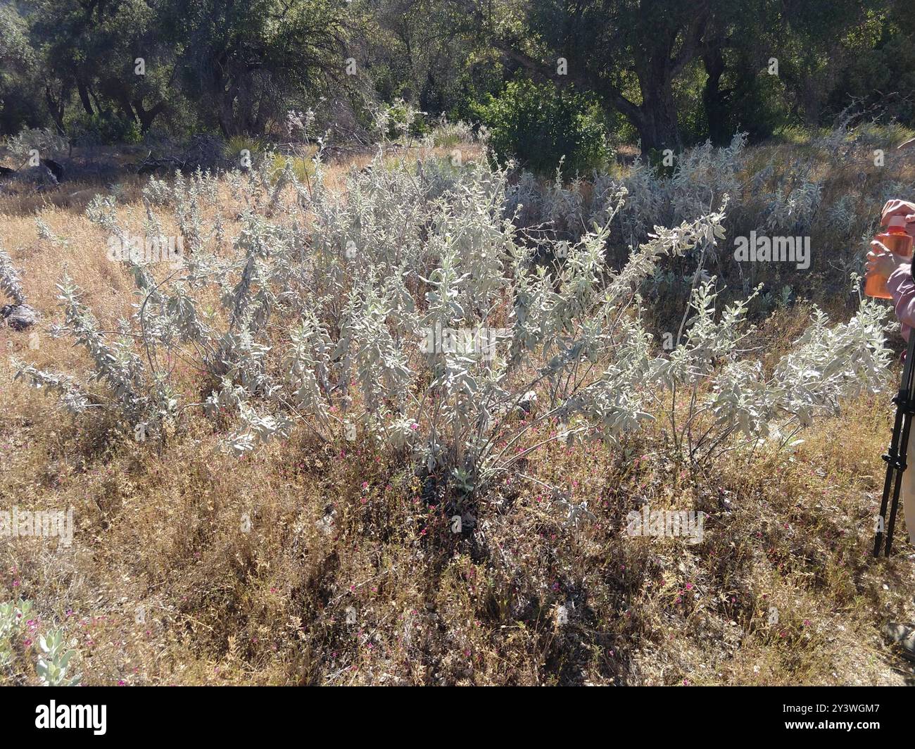 Woolly Yerba Santa (Eriodictyon tomentosum) Plantae Stock Photo - Alamy